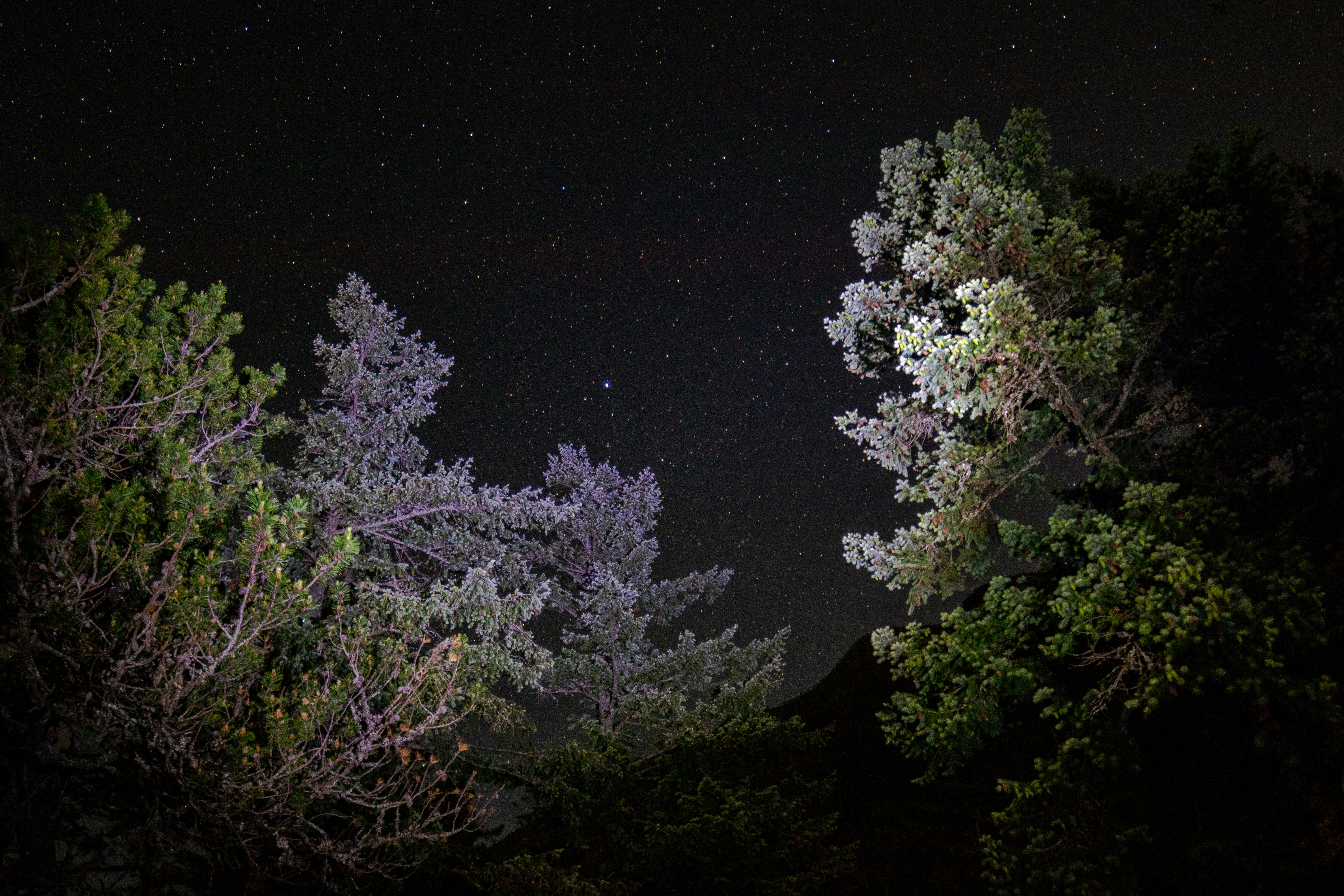 Night Trees Pictures | Download Free Images on Unsplash