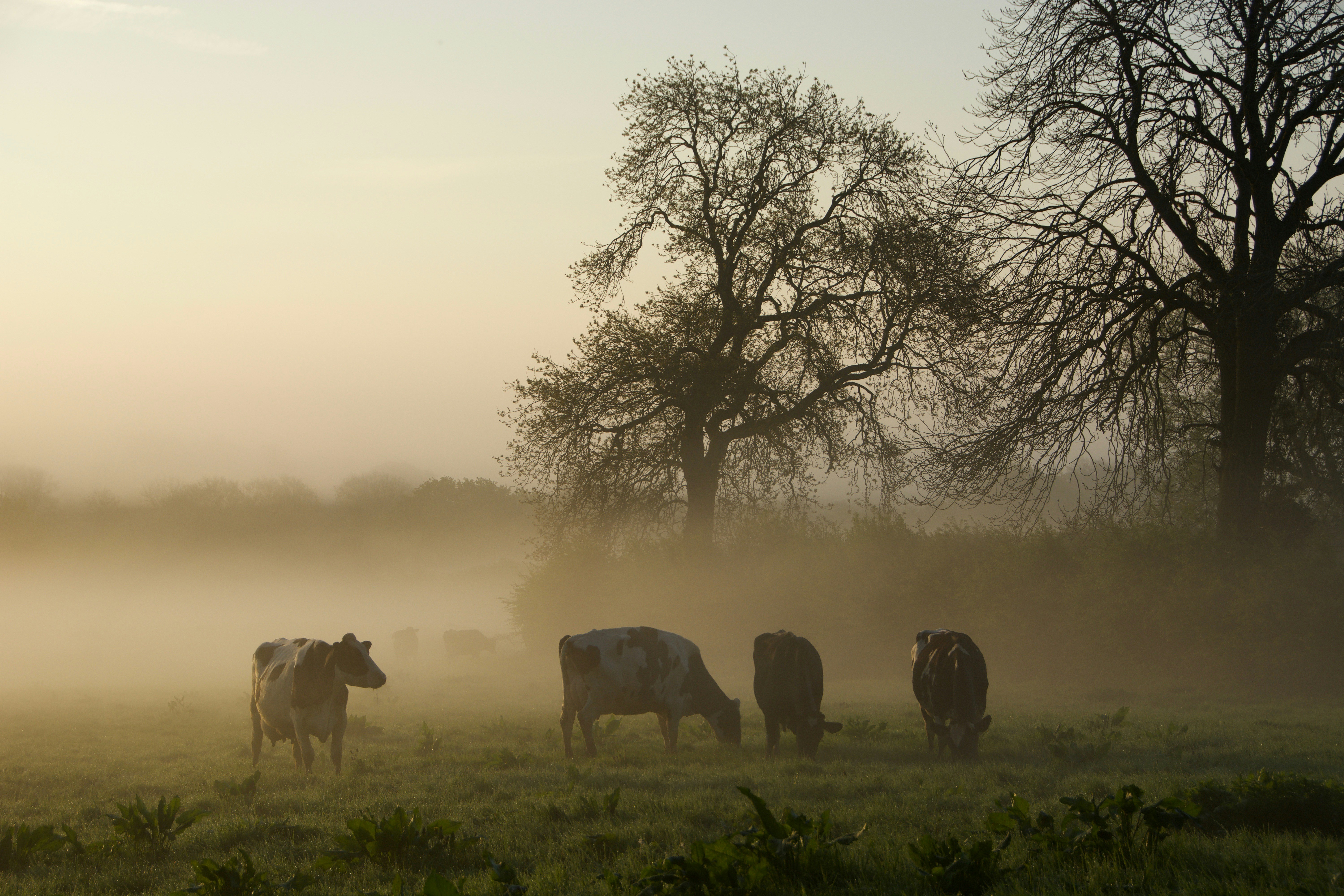Cows grazing in a misty field at dawn with silhouetted trees in the background.