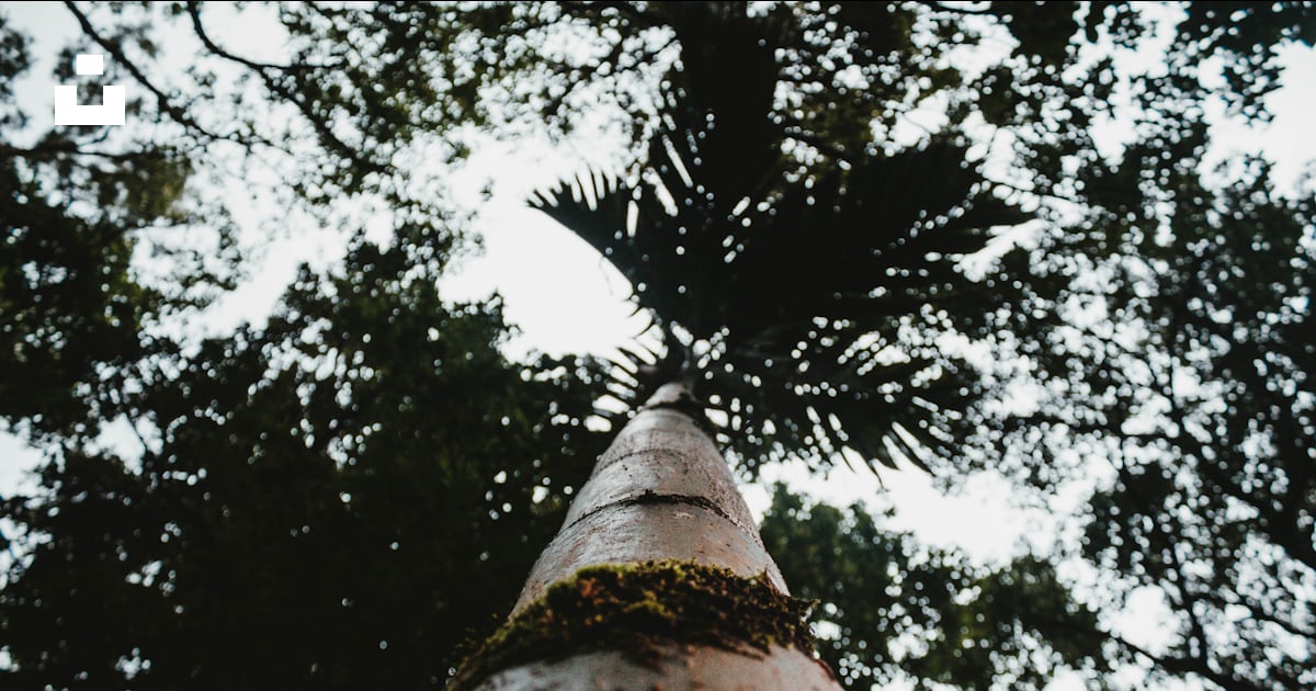 Foto Zum Thema Blick Aus Der Wurmperspektive Auf Den Baum Bei Tag