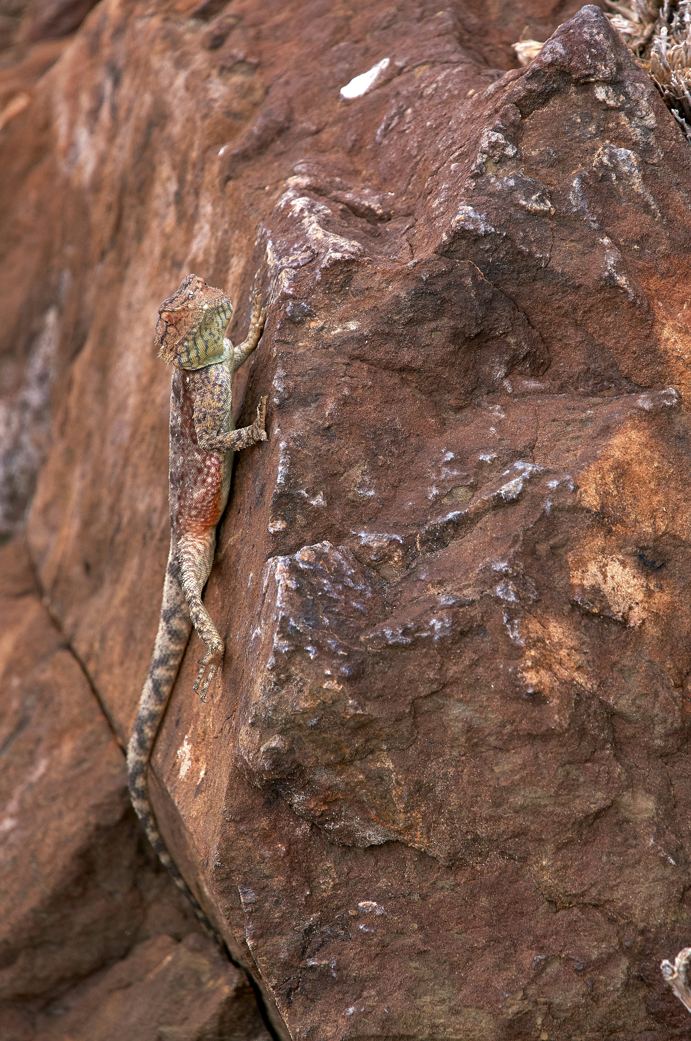 Gray and green lizard on stone photo – Free Wildlife Image on Unsplash