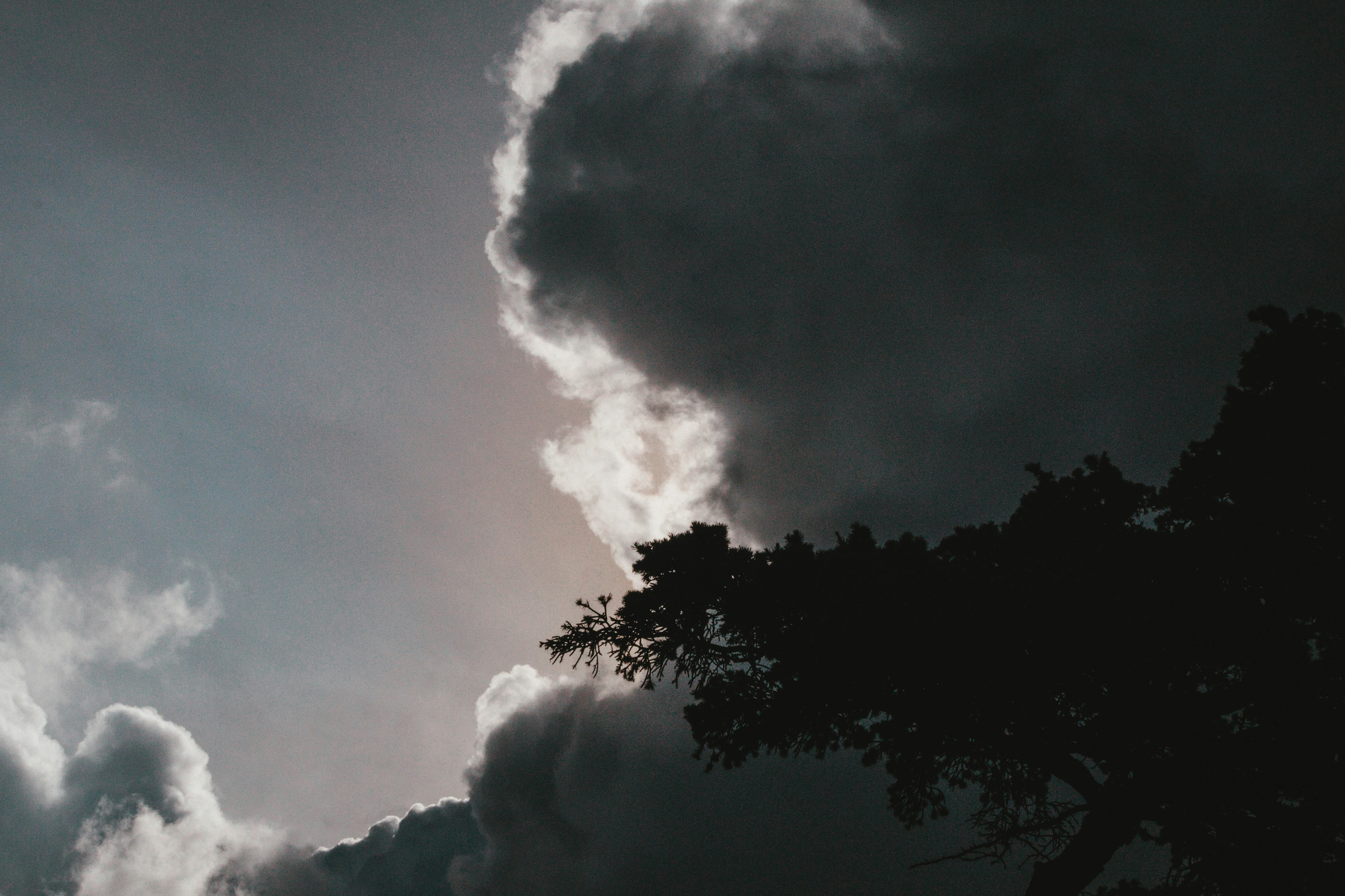TREE TOPS | 100+ best free photos on Unsplash