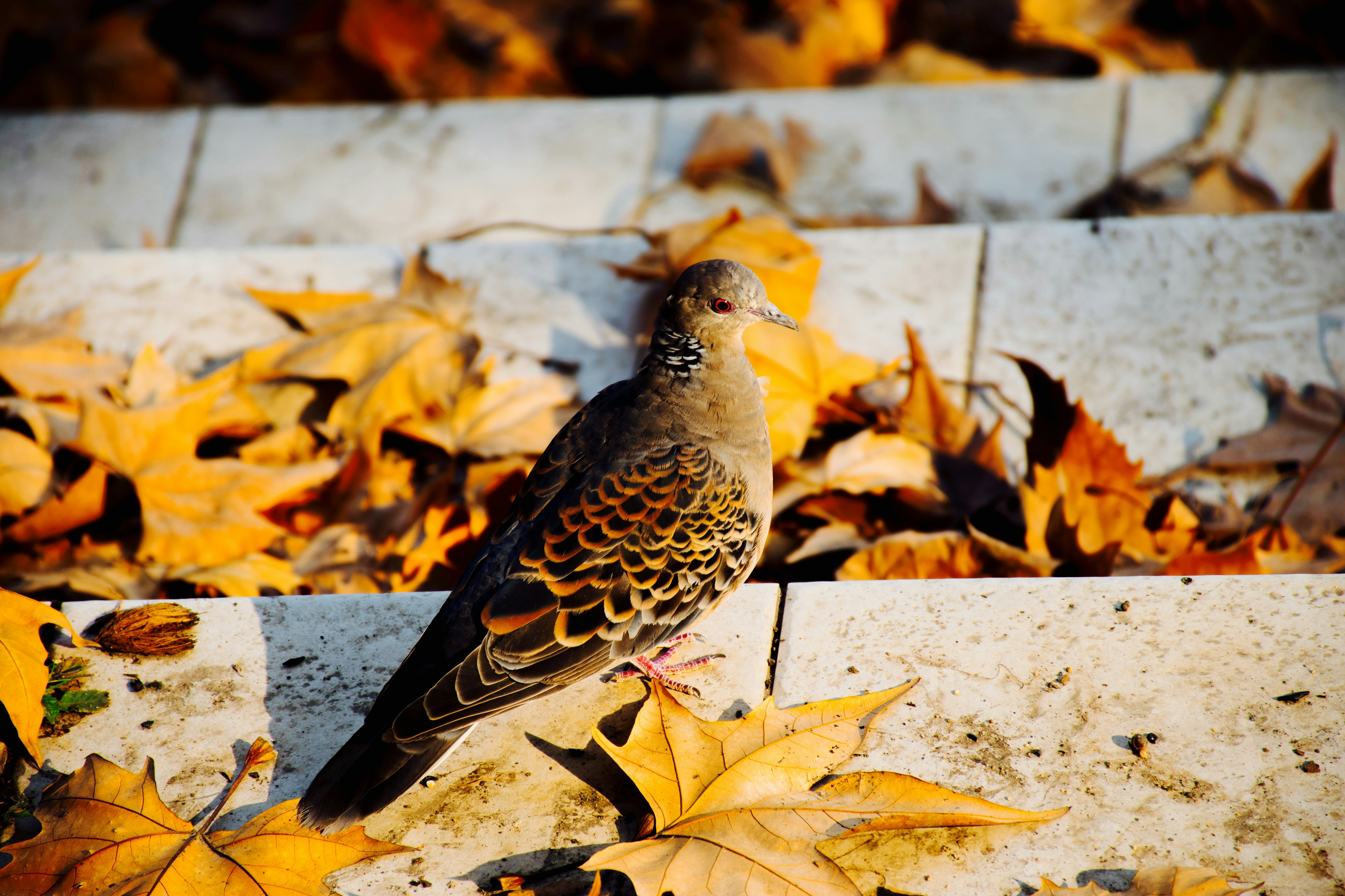 Autumn Pied: a lone dove among fallen leaves on sunlit steps