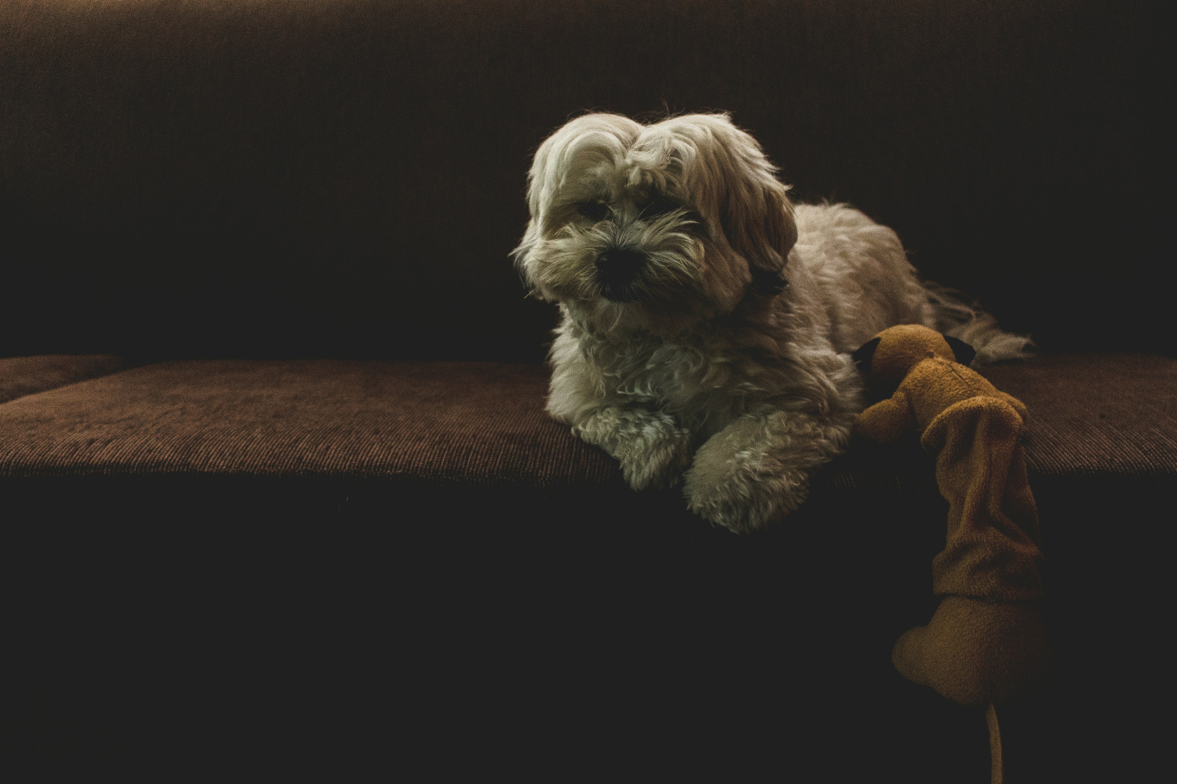Cozy Pup on a Velvet Couch with a Toy at Dusk