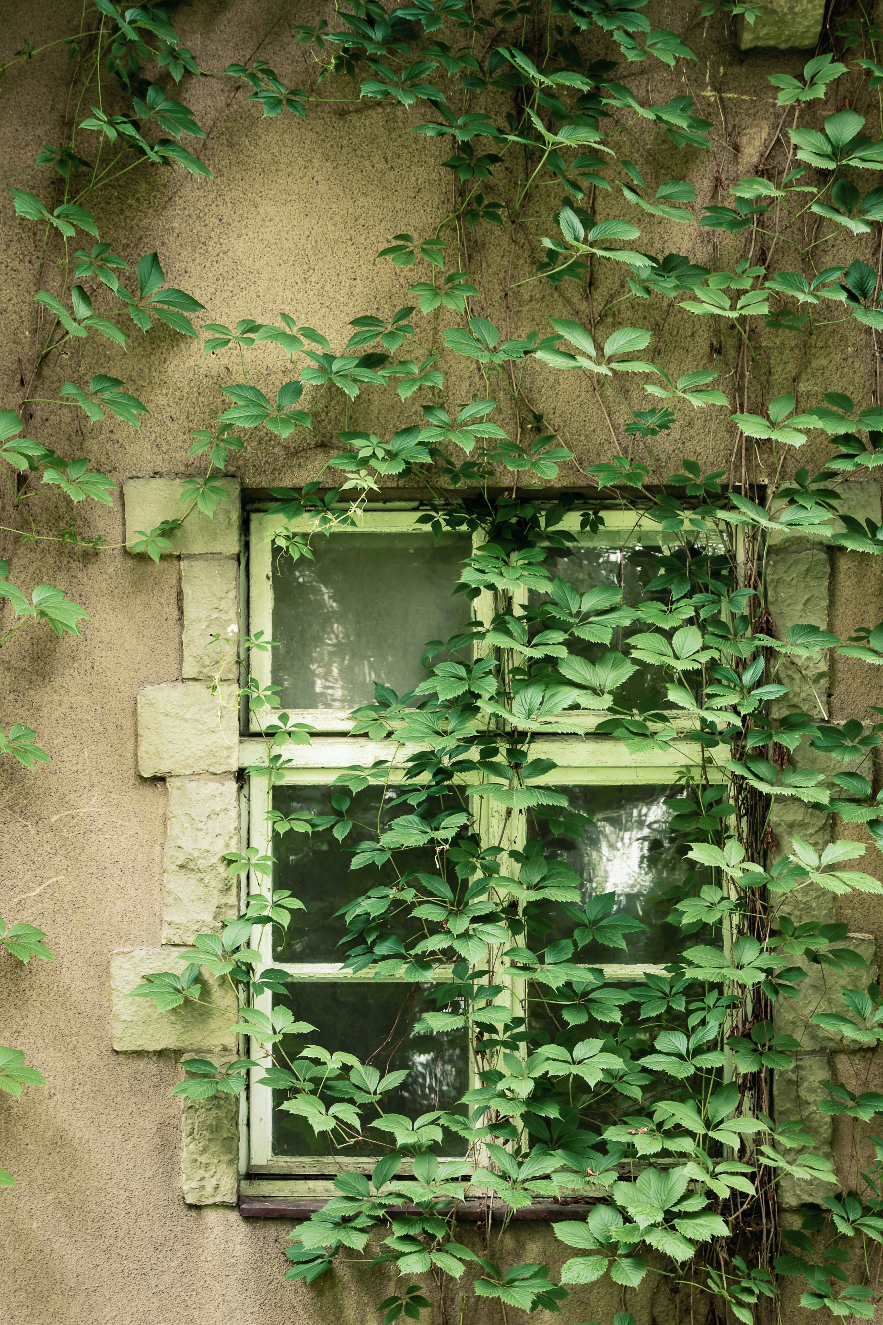 Green window with plants photo – Free Dawna stanica harcerska (the old ...