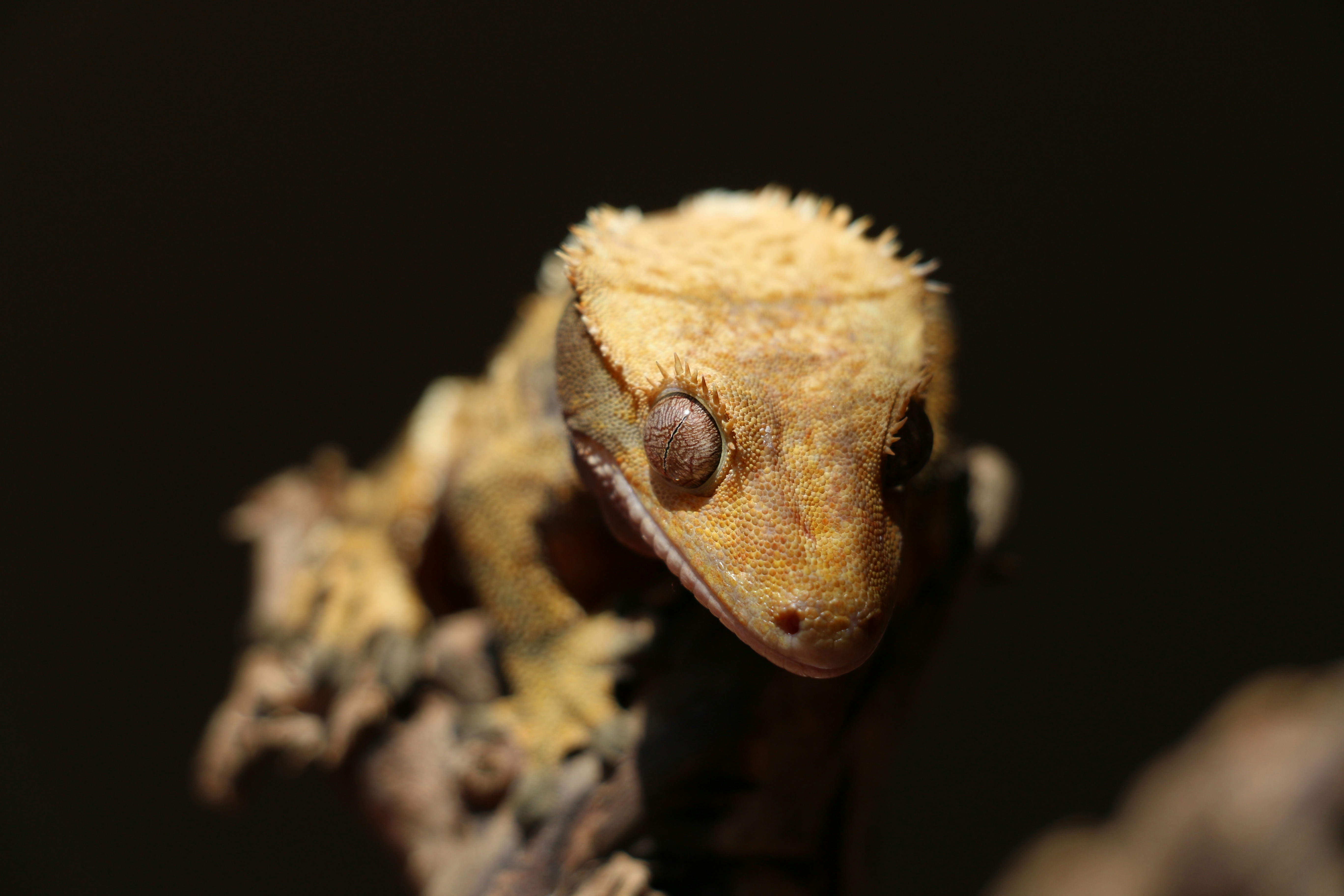 Brown gecko photo – Free Reptile Image on Unsplash
