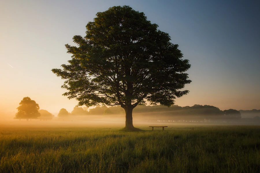 Perhaps one the best vantage points in Richmond Park, London. This bench is perfectly placed beneath a lonely tree, giving a clear view of the open fields and woodlands in every direction. In the early morning mist there’s a certain melancholy about the place - you could sit and ponder life here, without a care in the world. | green leafed tree surrounded by fog during daytime