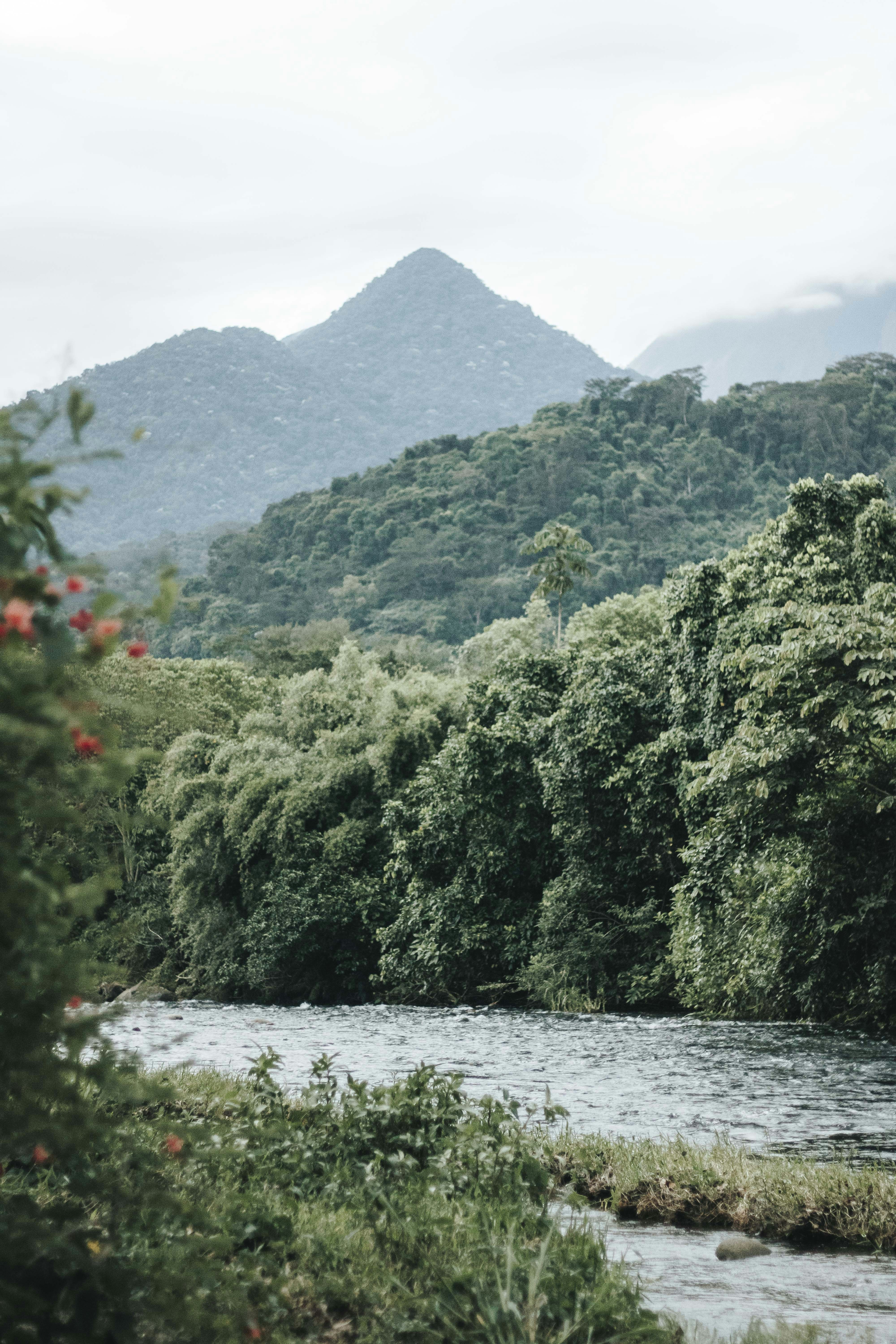 Green trees in river at daytime photo – Free Tree Image on Unsplash
