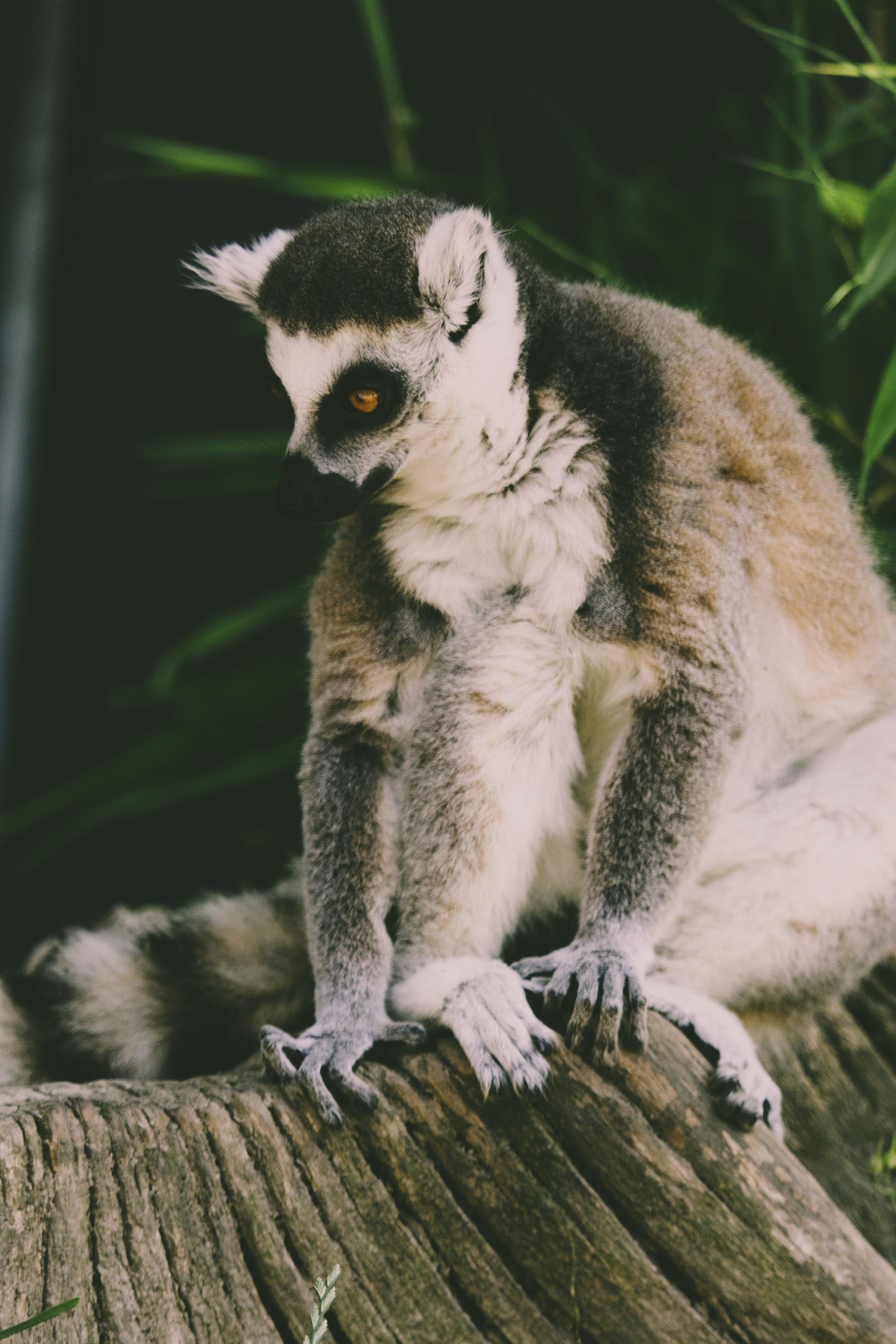 Définition de lémurien | Dictionnaire français