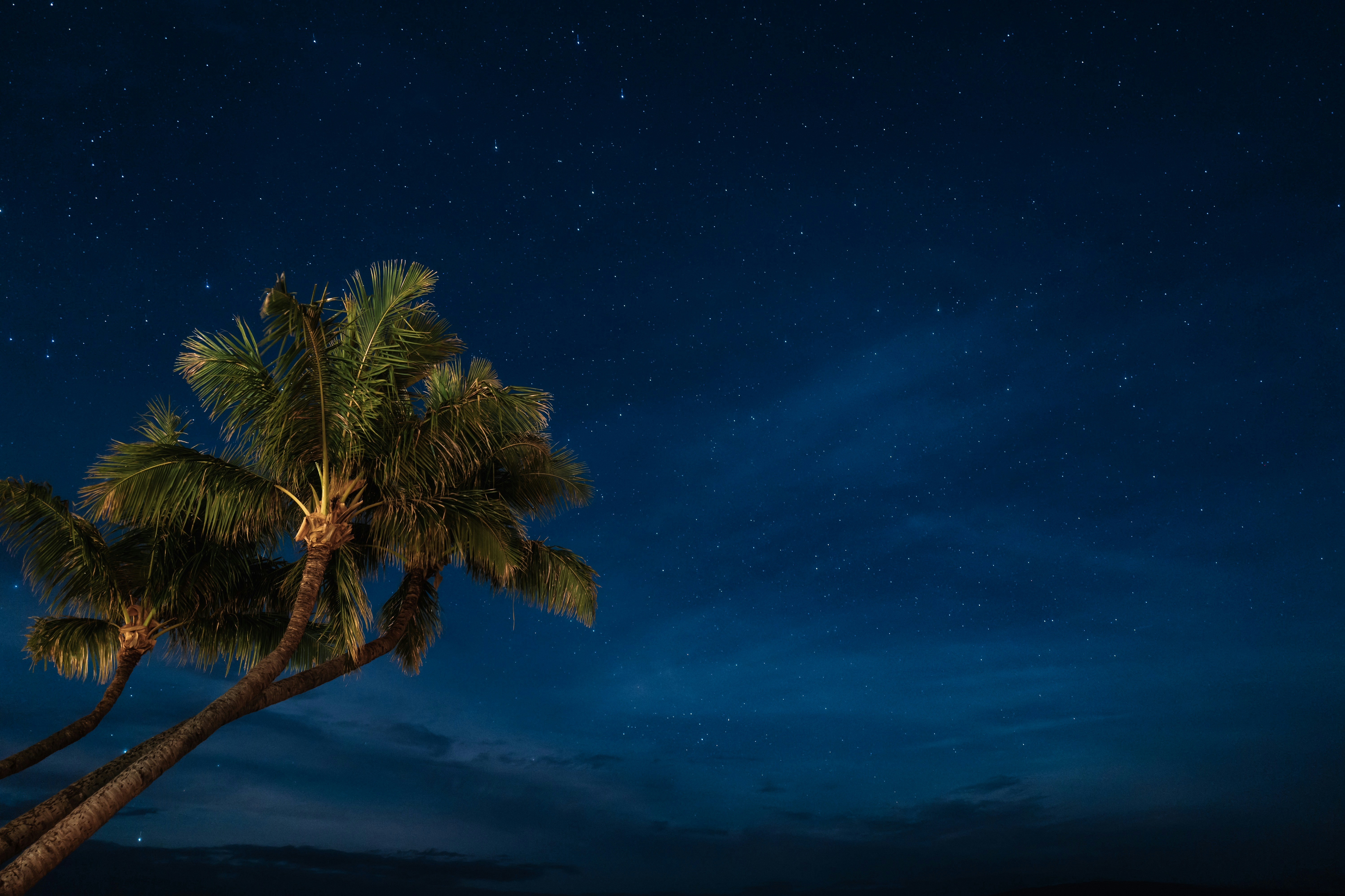 TREE TOPS | 100+ best free photos on Unsplash