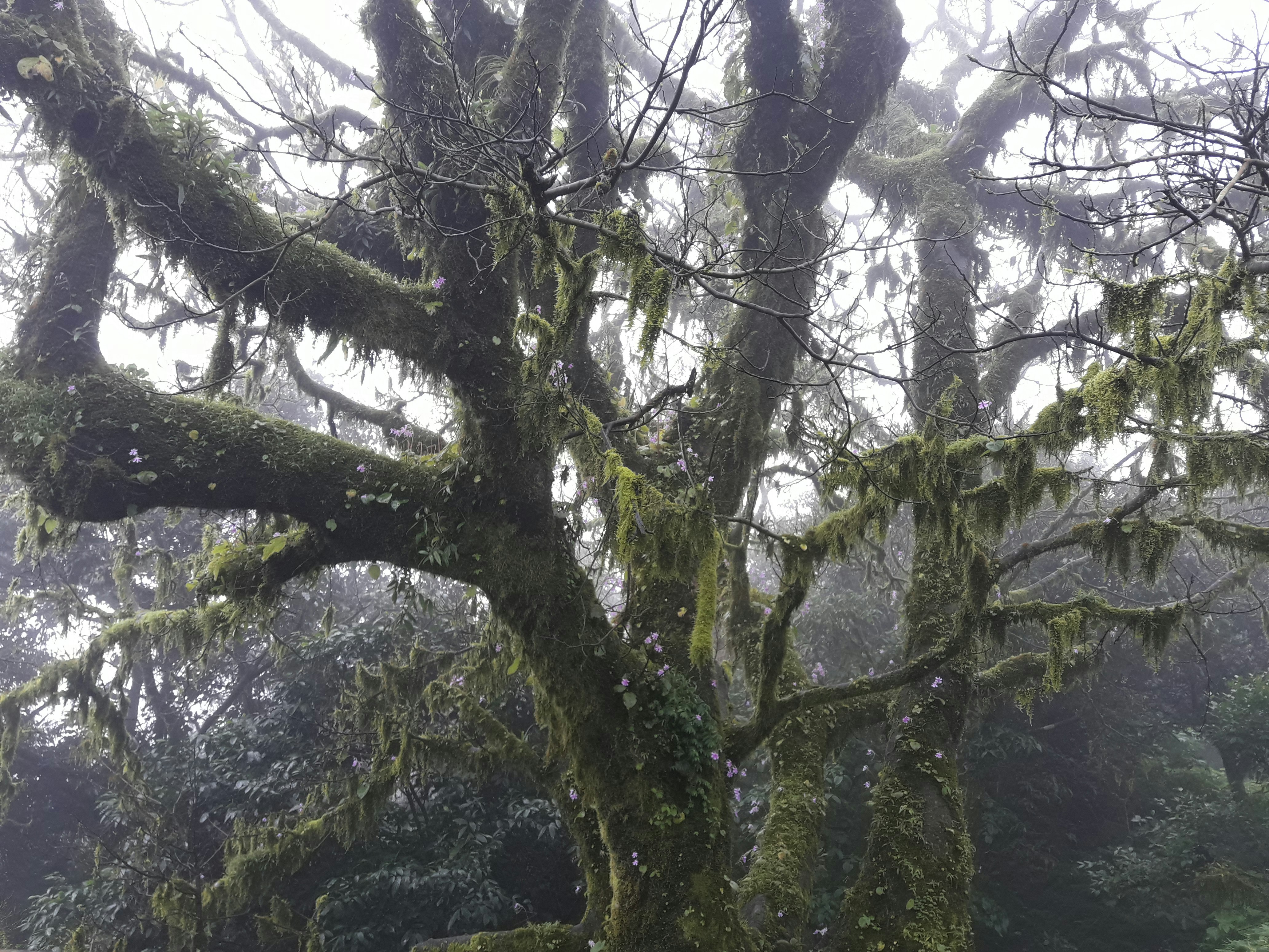 Ancient tree draped in moss stands amid a foggy forest landscape.