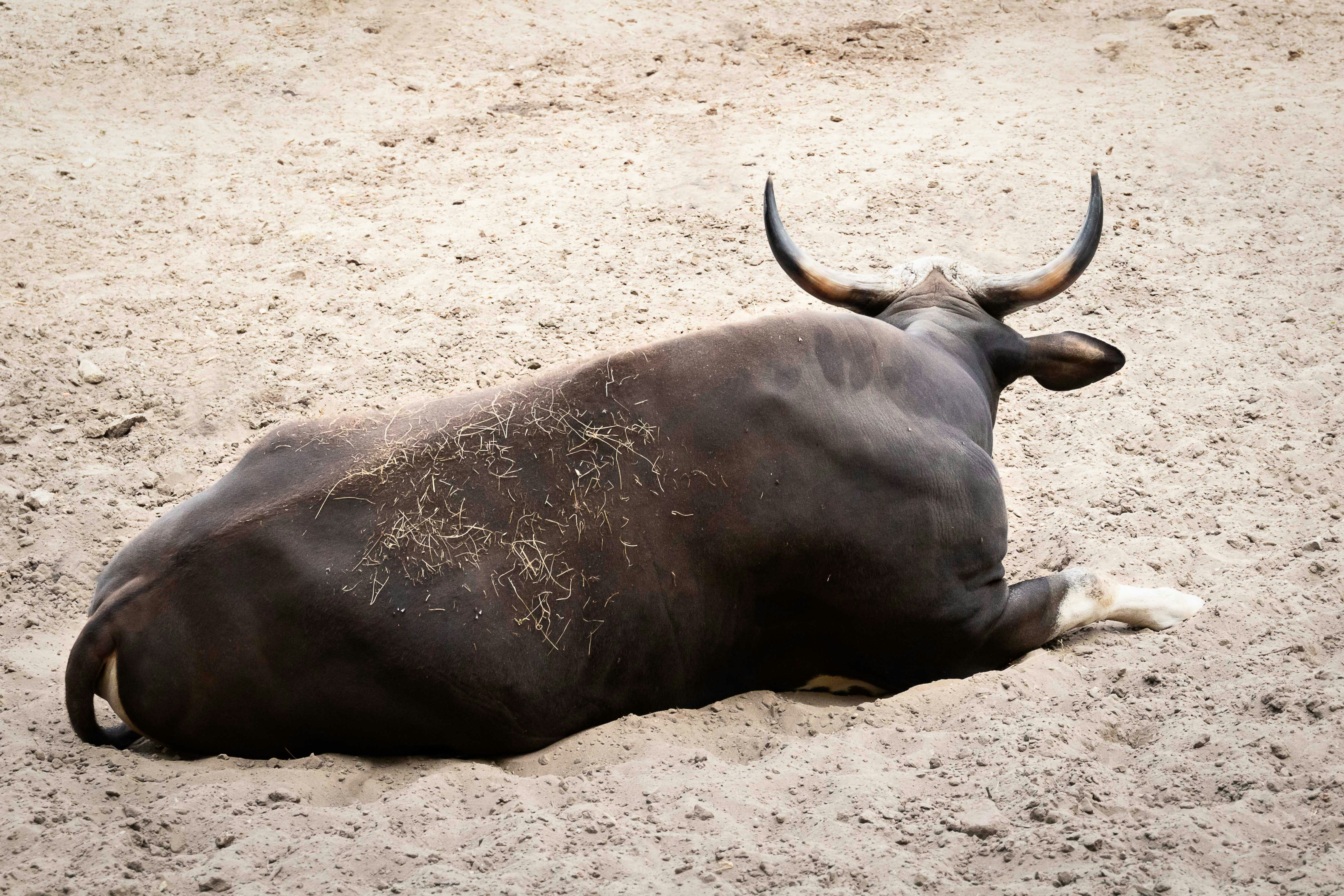 It’s a photo of a male banteng watching over his family. There were the mamma, some two anties, and the kids - all of them quite unlike him: yellowish and delicate. It’s a bit disappointing there’s no face and eyes of the big guy but he was too proud to look at the camera even if I tried the other angles. And yeah, some pooh has been replaced in post-processing ;)