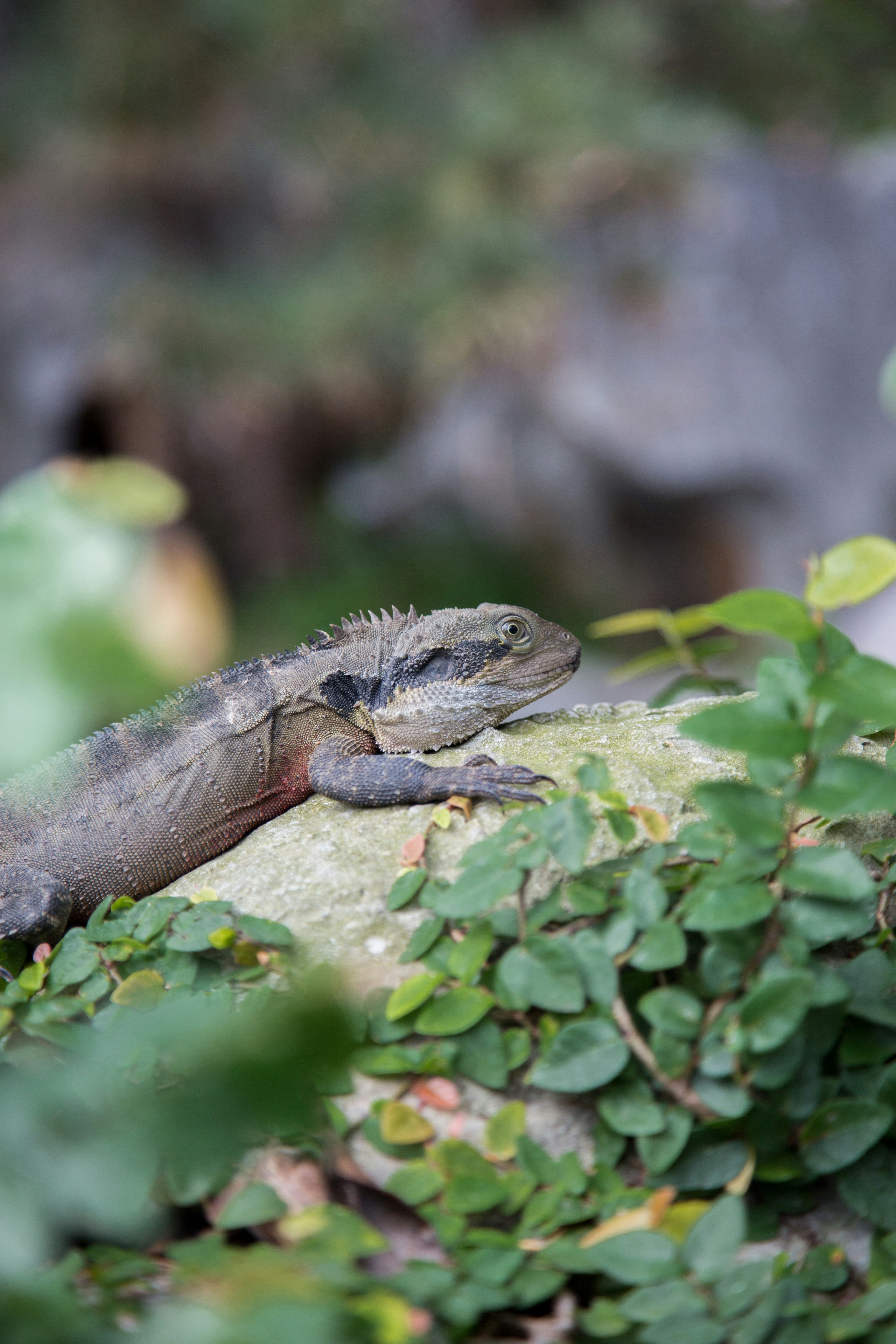 Foto Iguana gris acostada en roca gris durante el día – Imagen Lagarto ...
