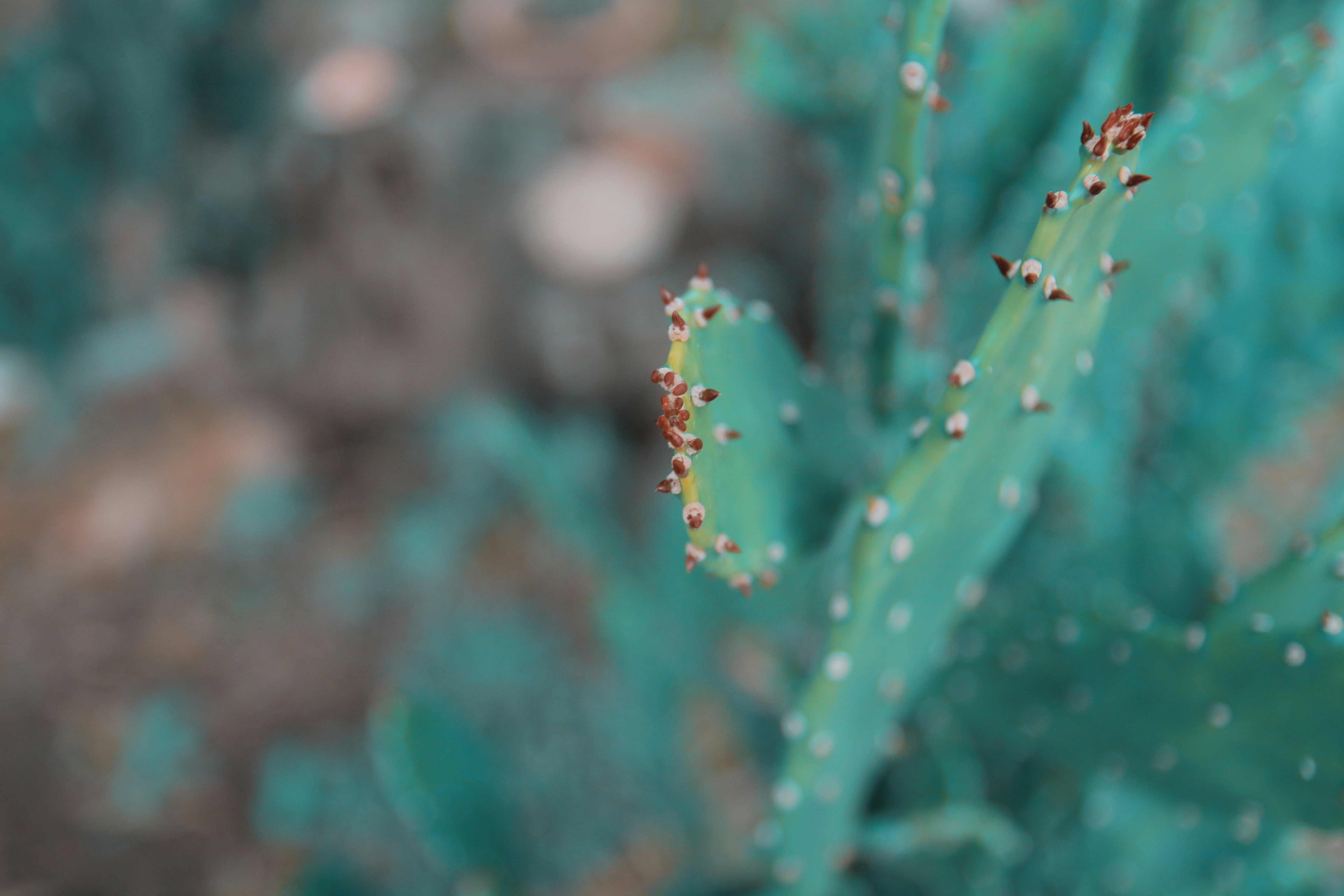 Cactus Spikes in Soft Focus: Desert Green Portrait