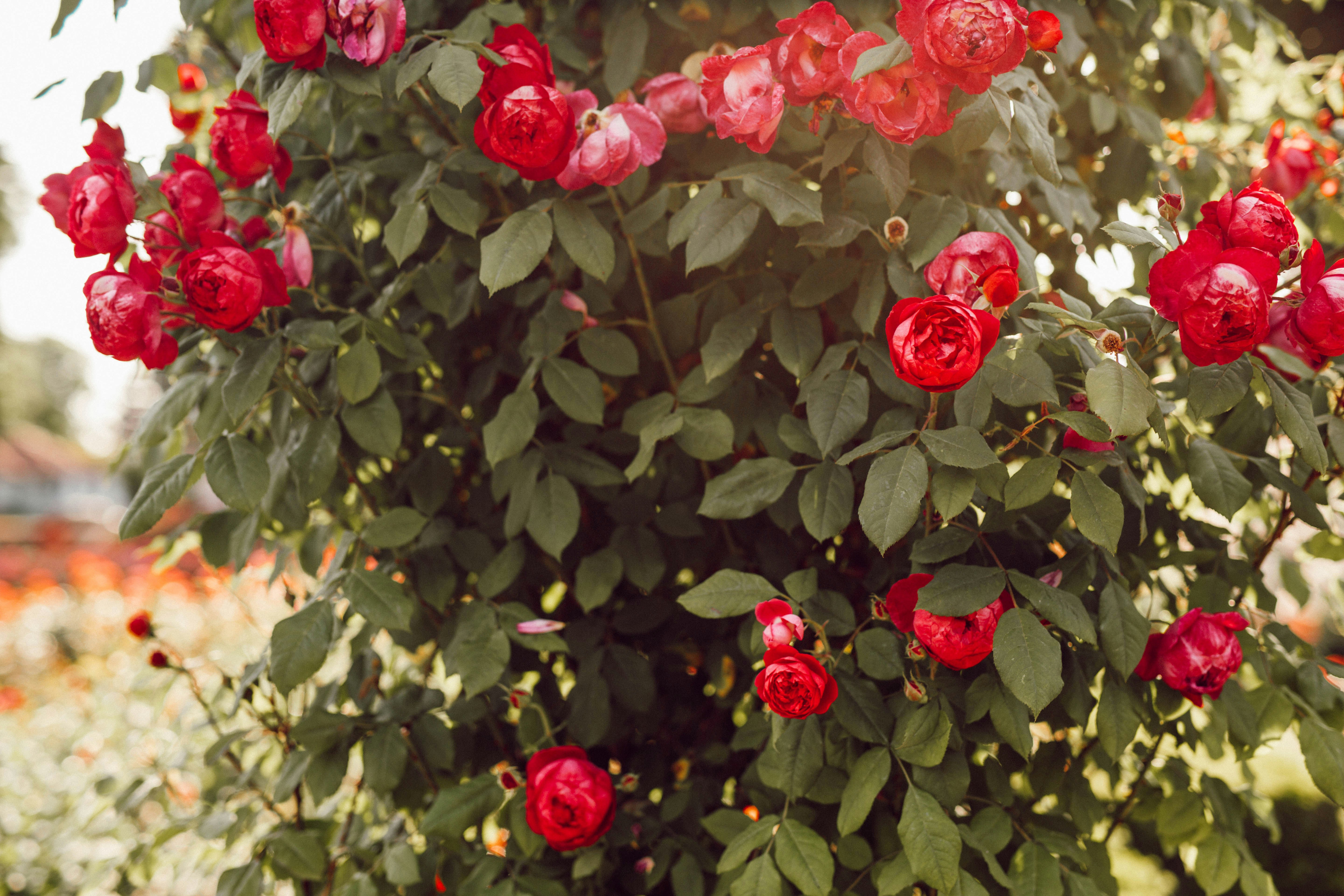 A bush of red roses in a garden photo – Free Portland Image on Unsplash