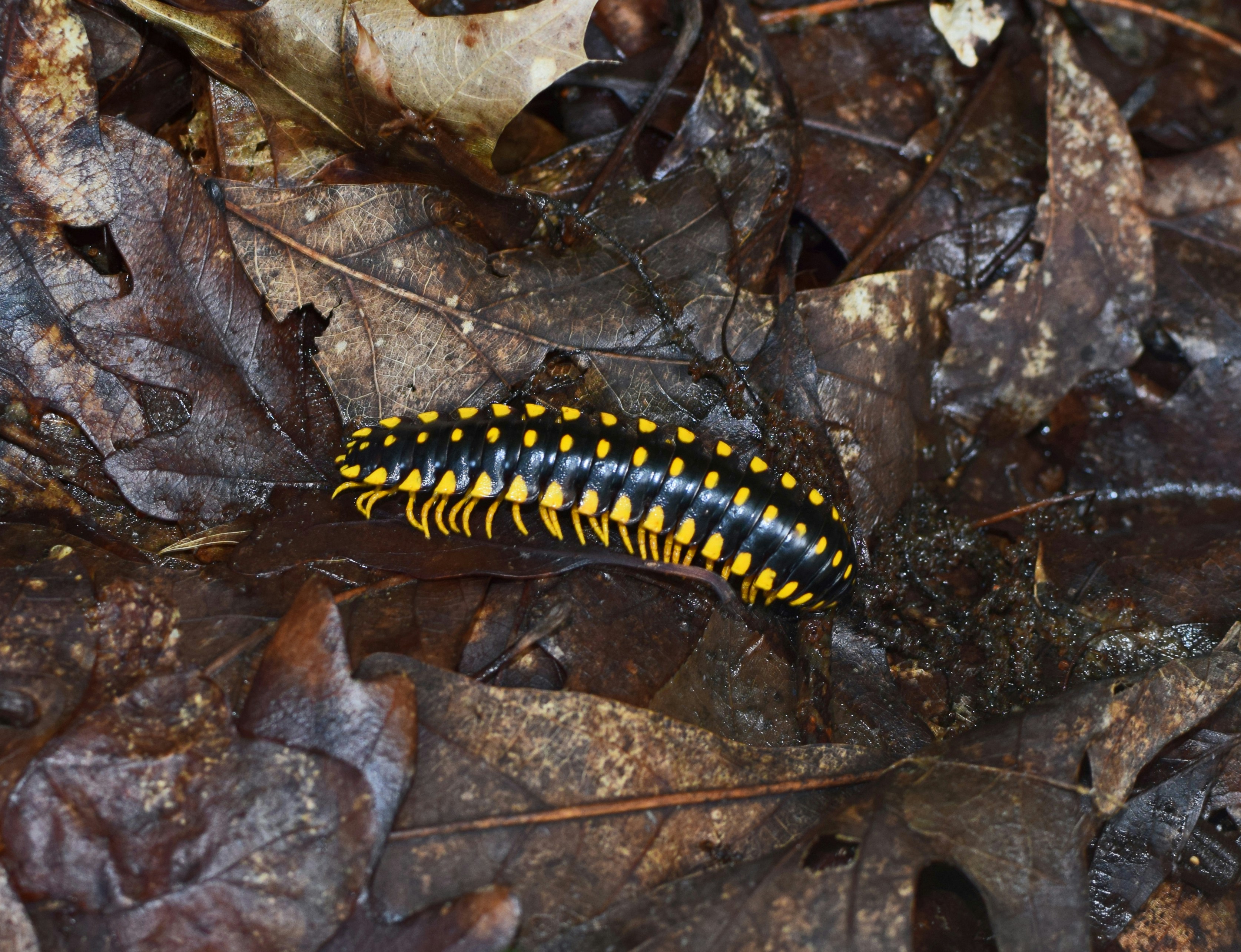 Yellow and black millipede crawling over wet brown leaves on the forest floor.