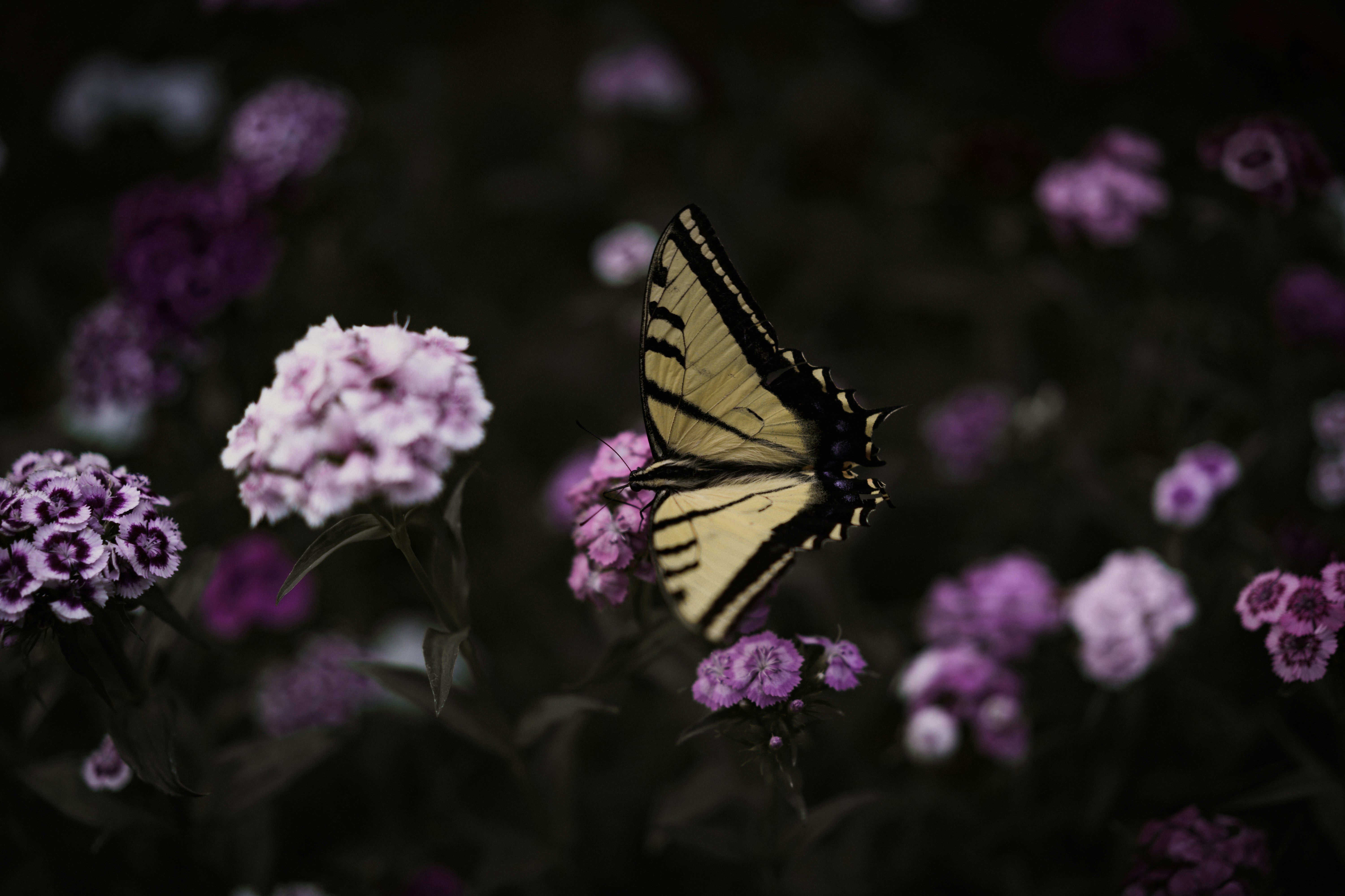 500+ Colorful Butterfly Pictures [HQ] | Download Free Images on Unsplash