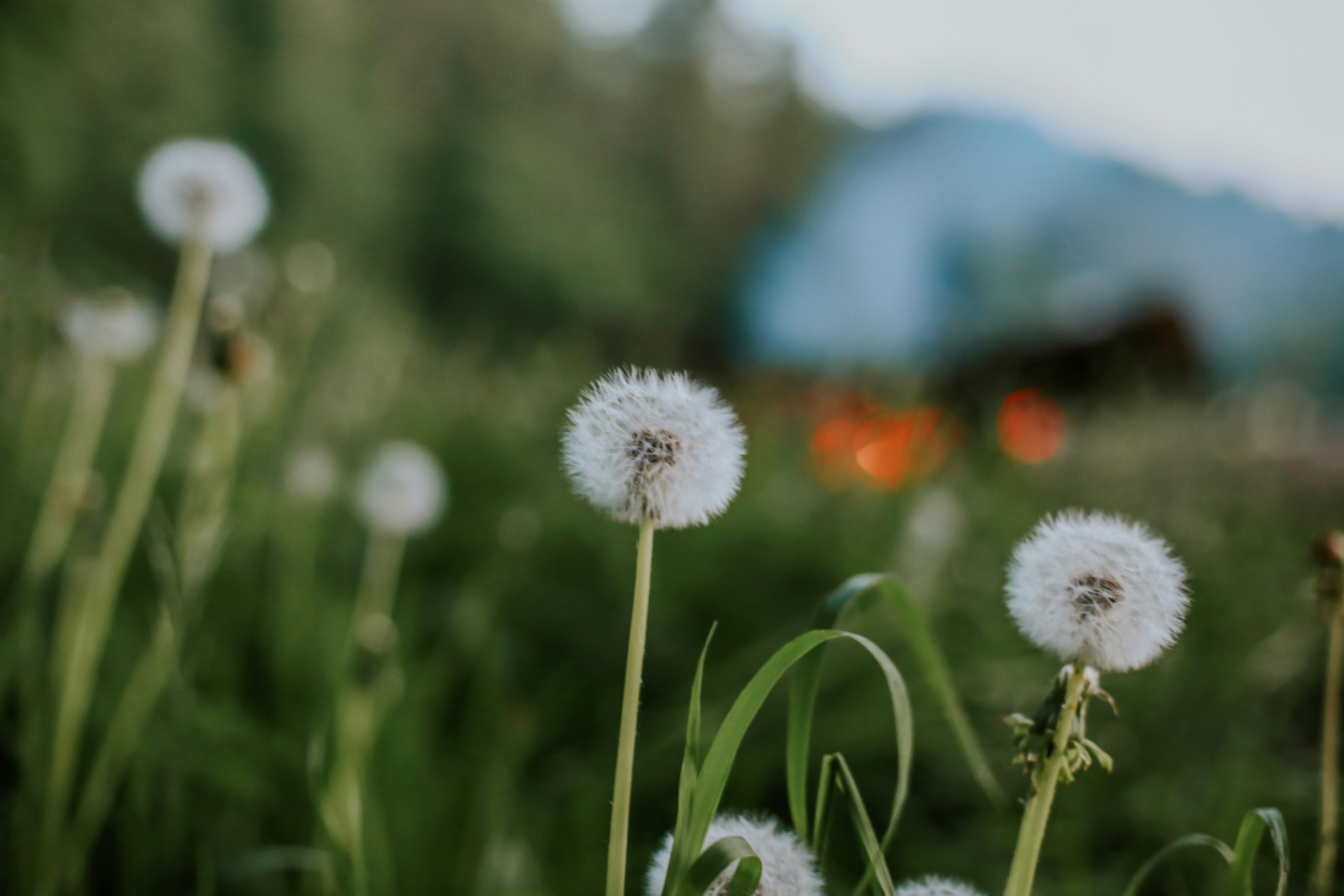 In Focus: A Field of Dreamy Dandelions under a Distant Blue Roof