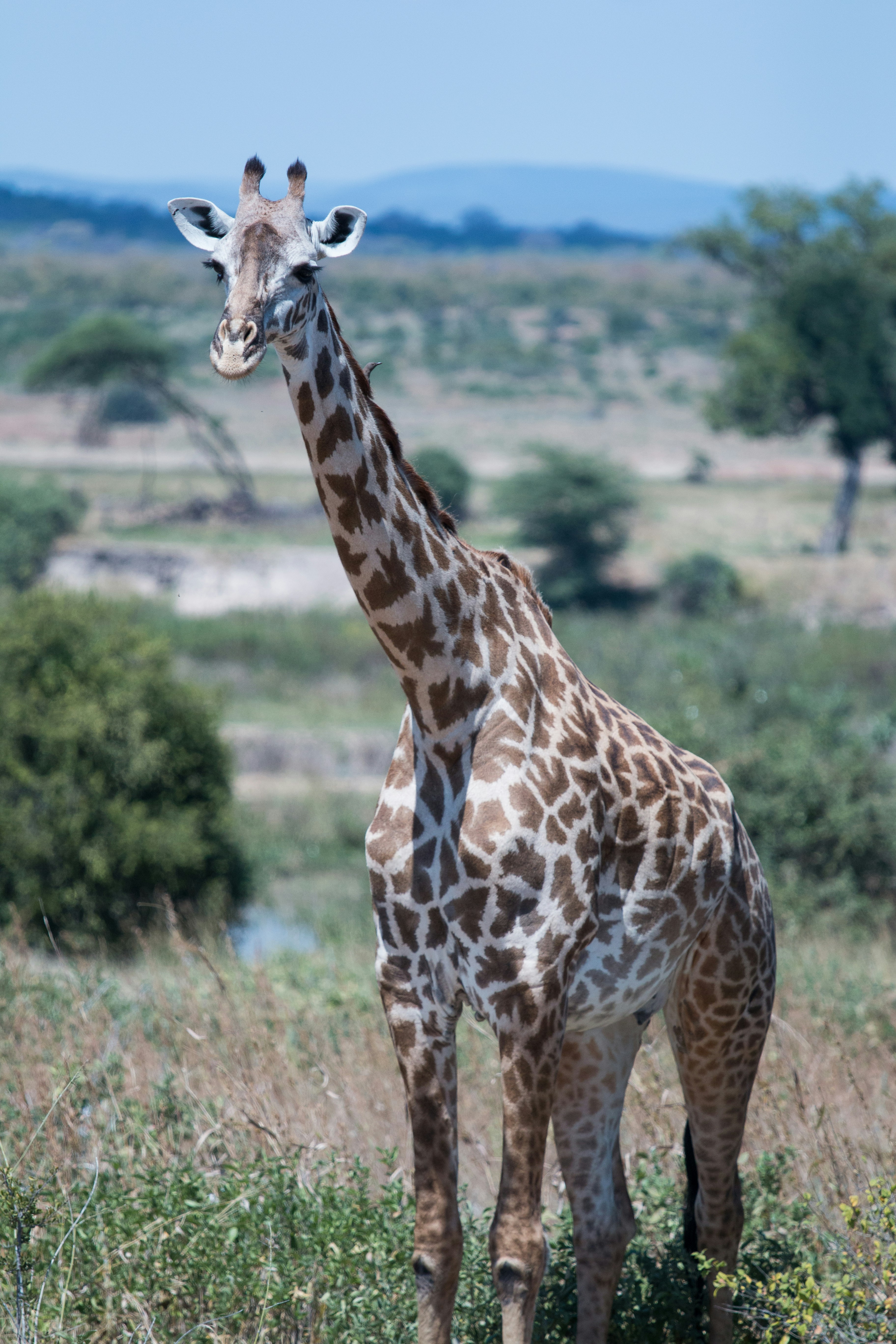 Giraffe on field of grass photo – Free Animal Image on Unsplash