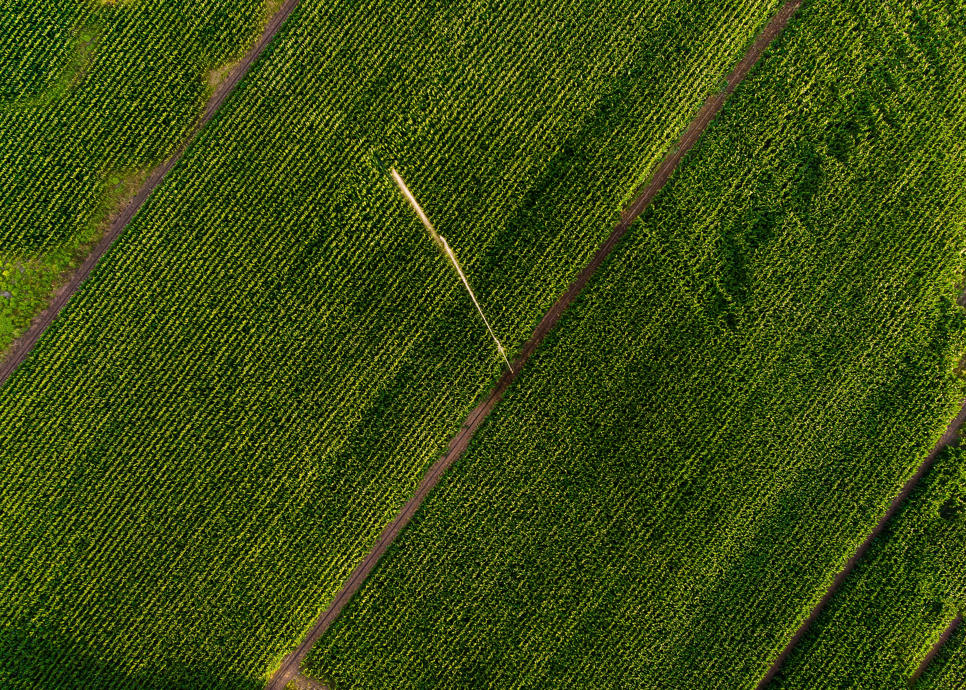 Aerial view of lush green fields divided by narrow paths.