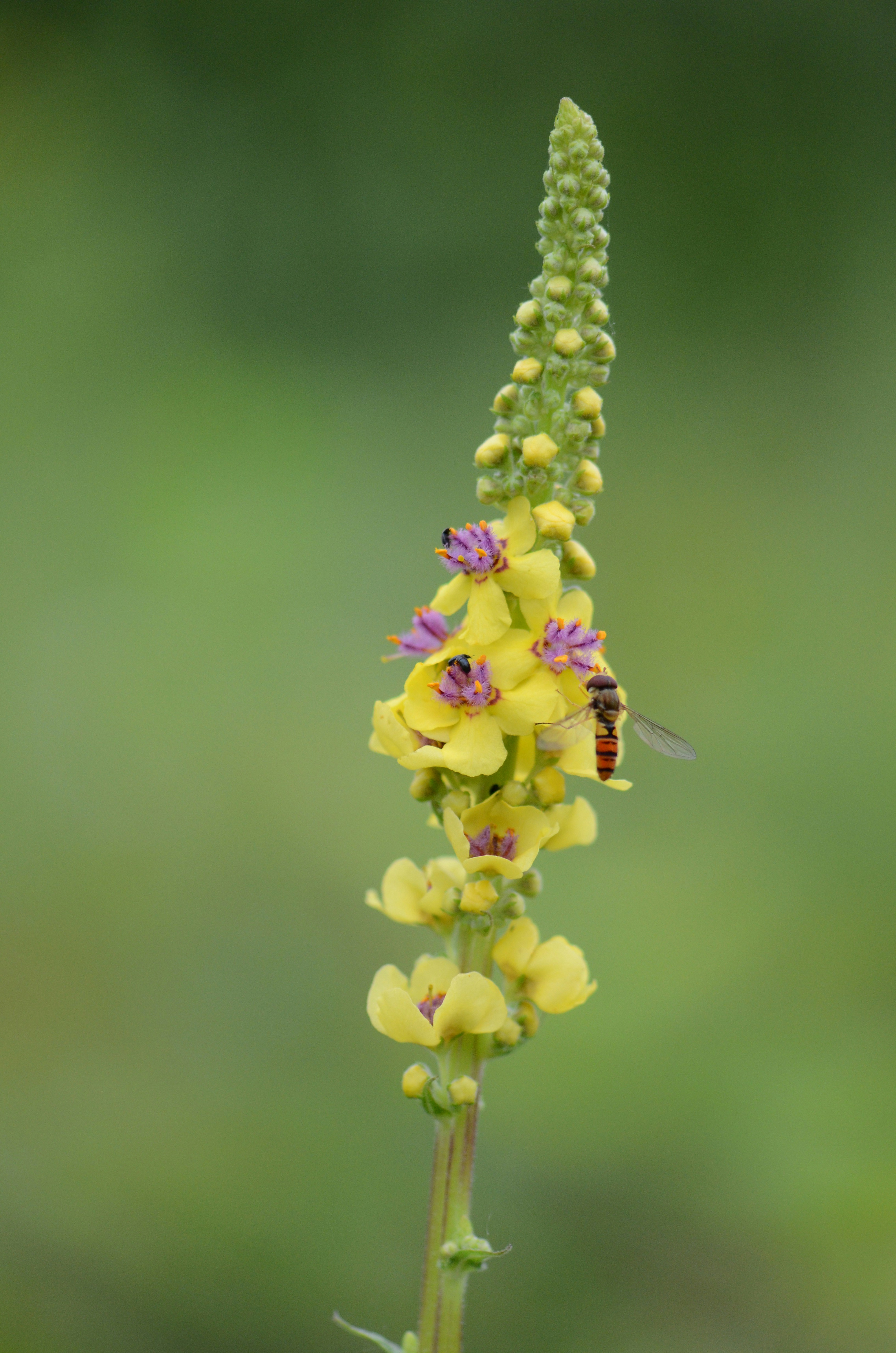 Bee on a Yellow Spike: A Quiet Portrait of Pollination