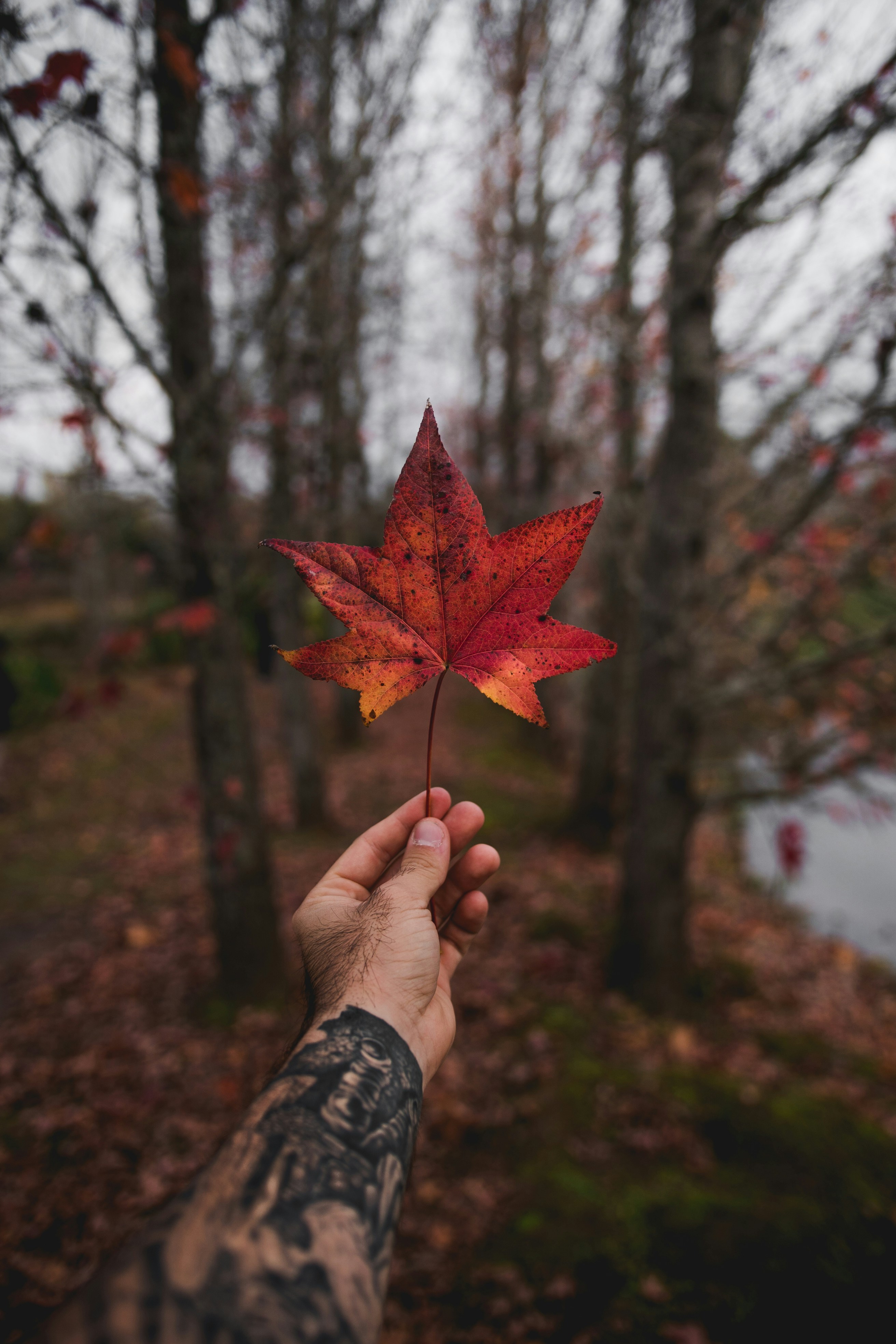 A vibrant red maple leaf held against a backdrop of autumn trees, showcasing the beauty of seasonal change. The scene captures the essence of fall with rich colors and textures.