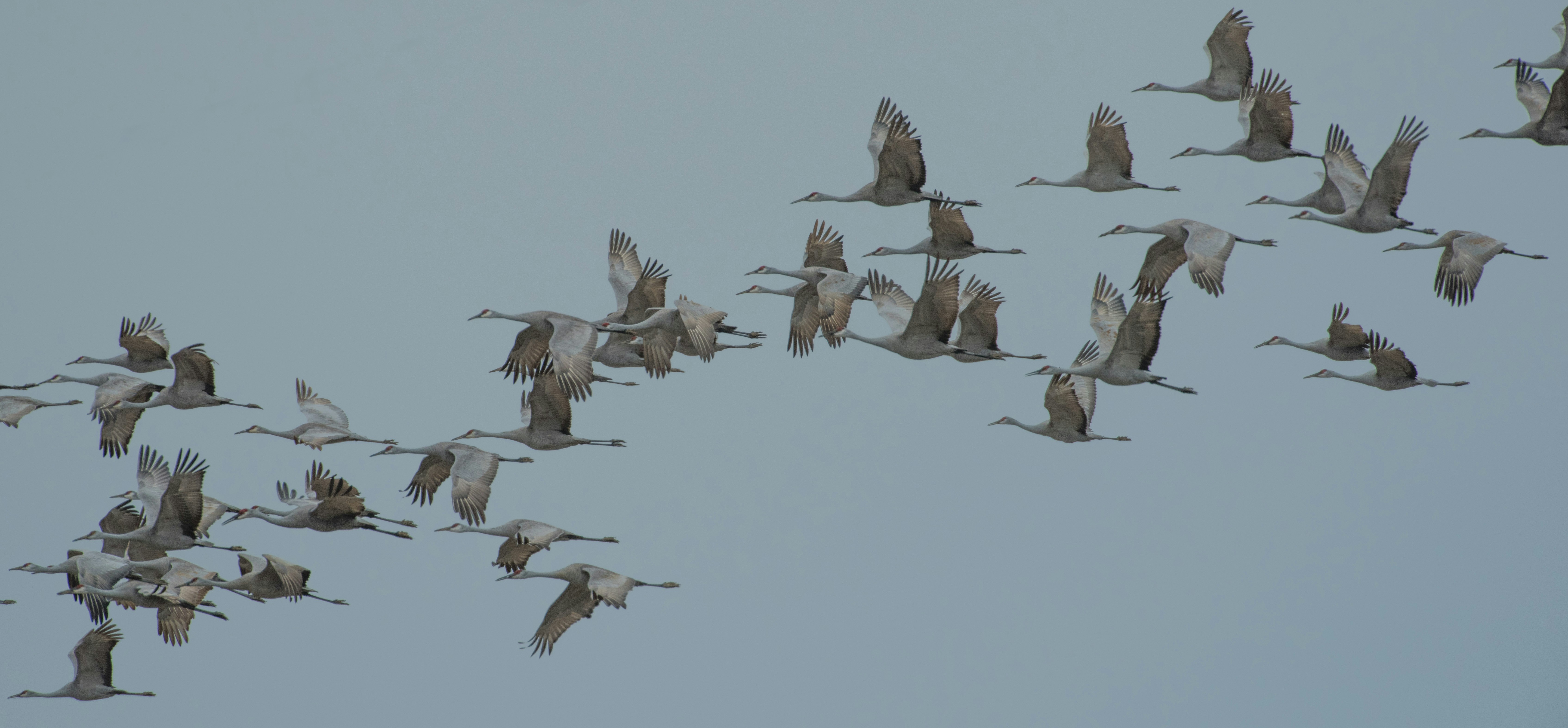 The Goose Pond Fish and Wildlife Area, in Indiana is an excellent location for winter birding. It is a transitory home to tens of thousands of snow geese and to thousands of sandhill cranes. Each trip there has been enjoyable for the diversity of birdlife seen. | flock of flying geese