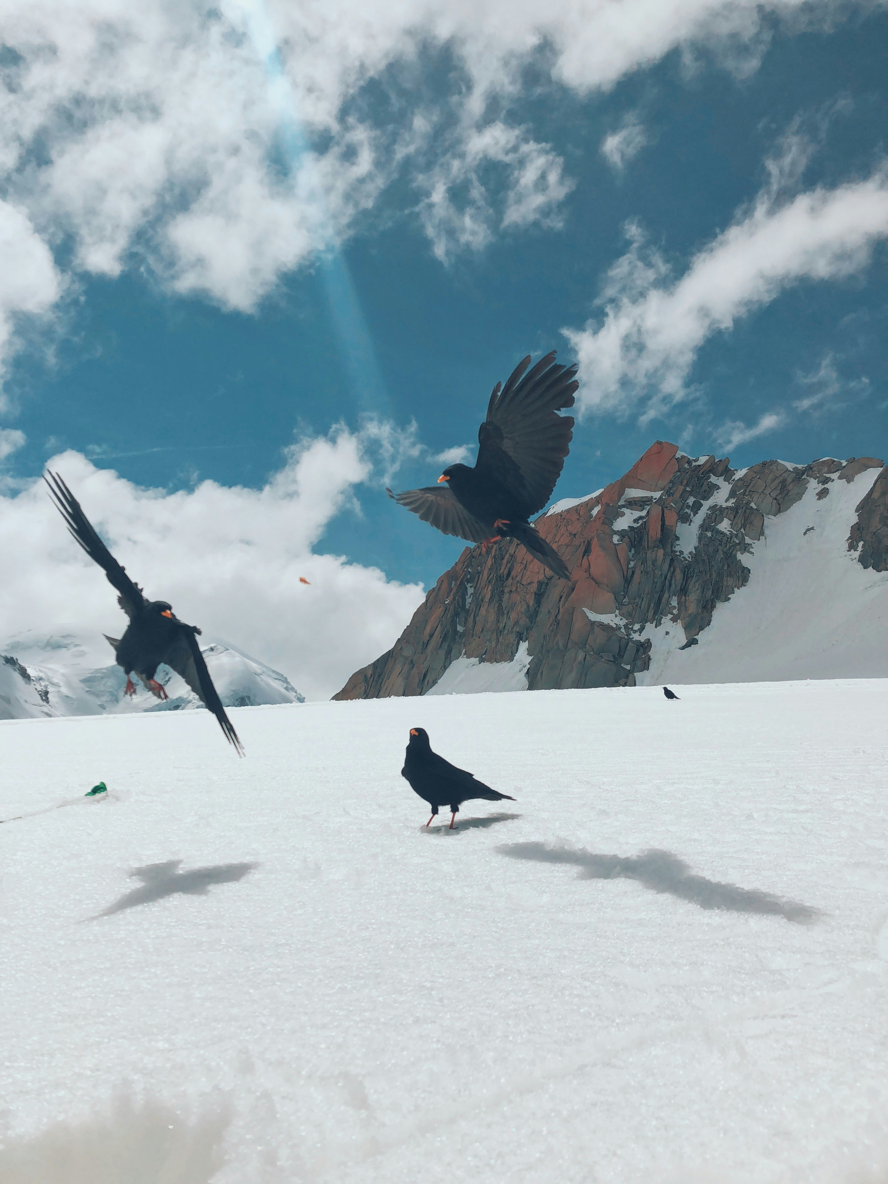 After dozens of tries, stars (and birds) got aligned perfectly in this shot. You can see that each birds is lurking for the piece of bread in the middle of the triangle they form.