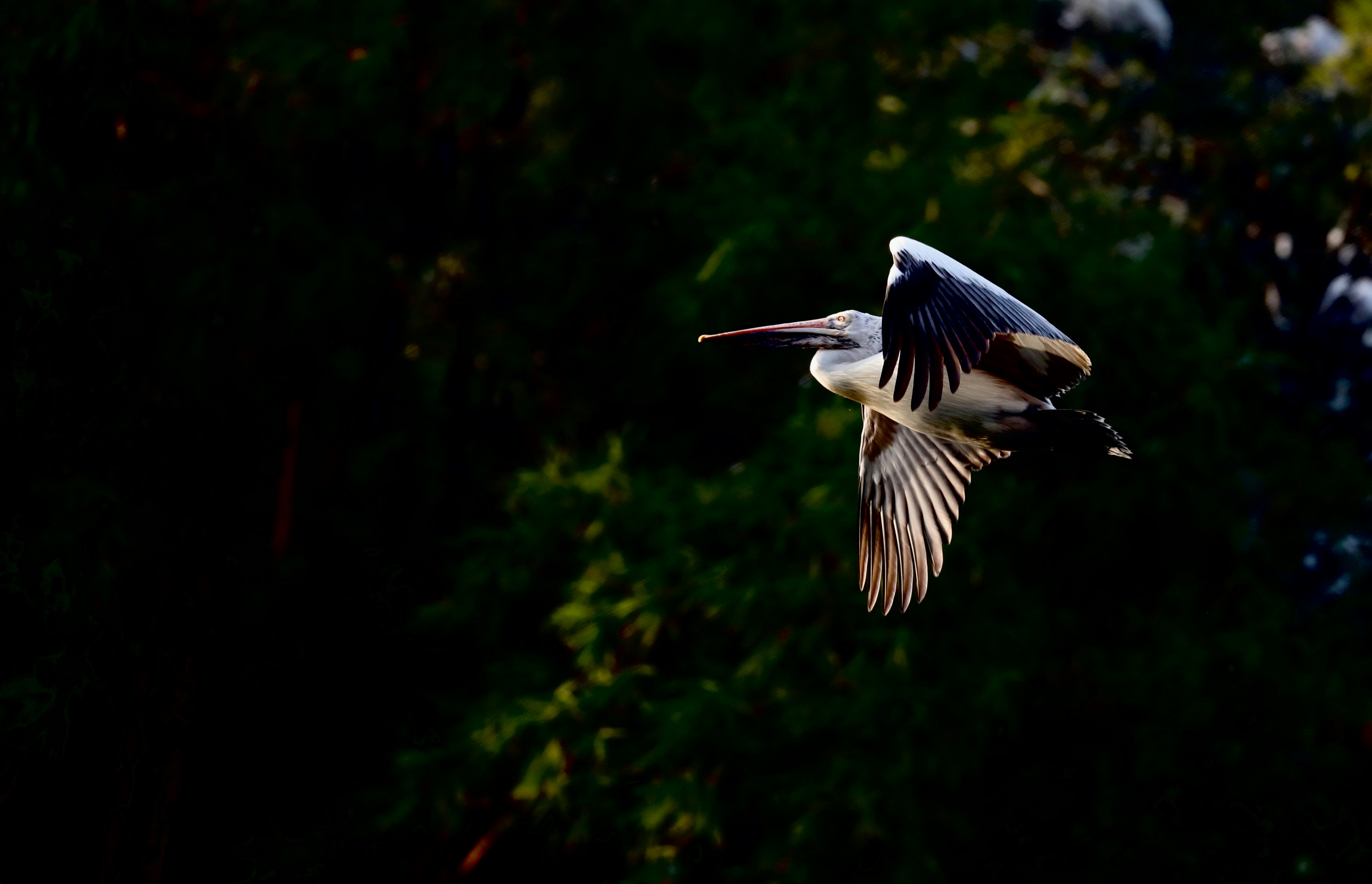Bird flying near tree outdoors photo – Free Bird Image on Unsplash