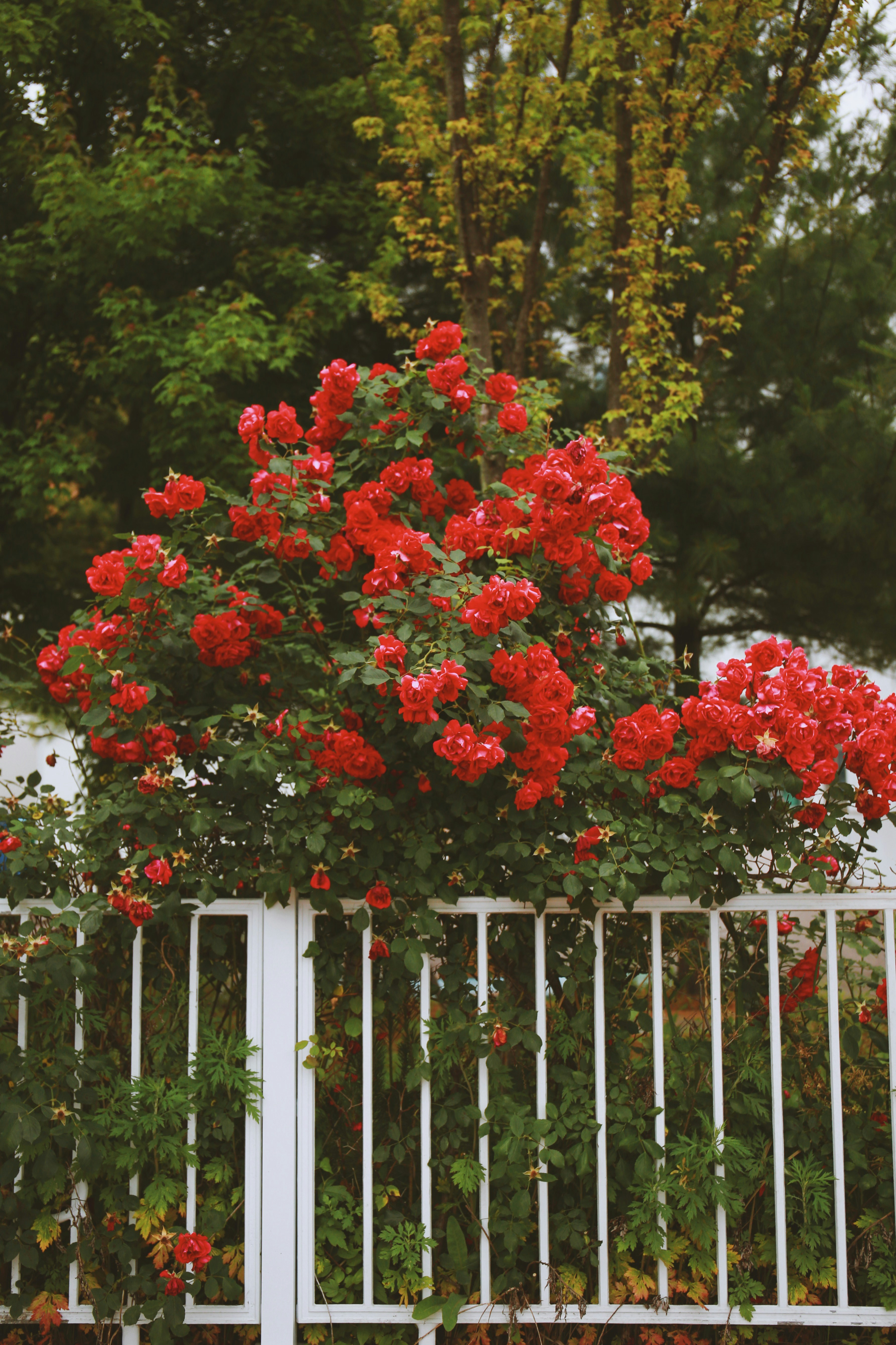 zixuan Fu (@fuzixuan) | Comunidade de fotos da Unsplash