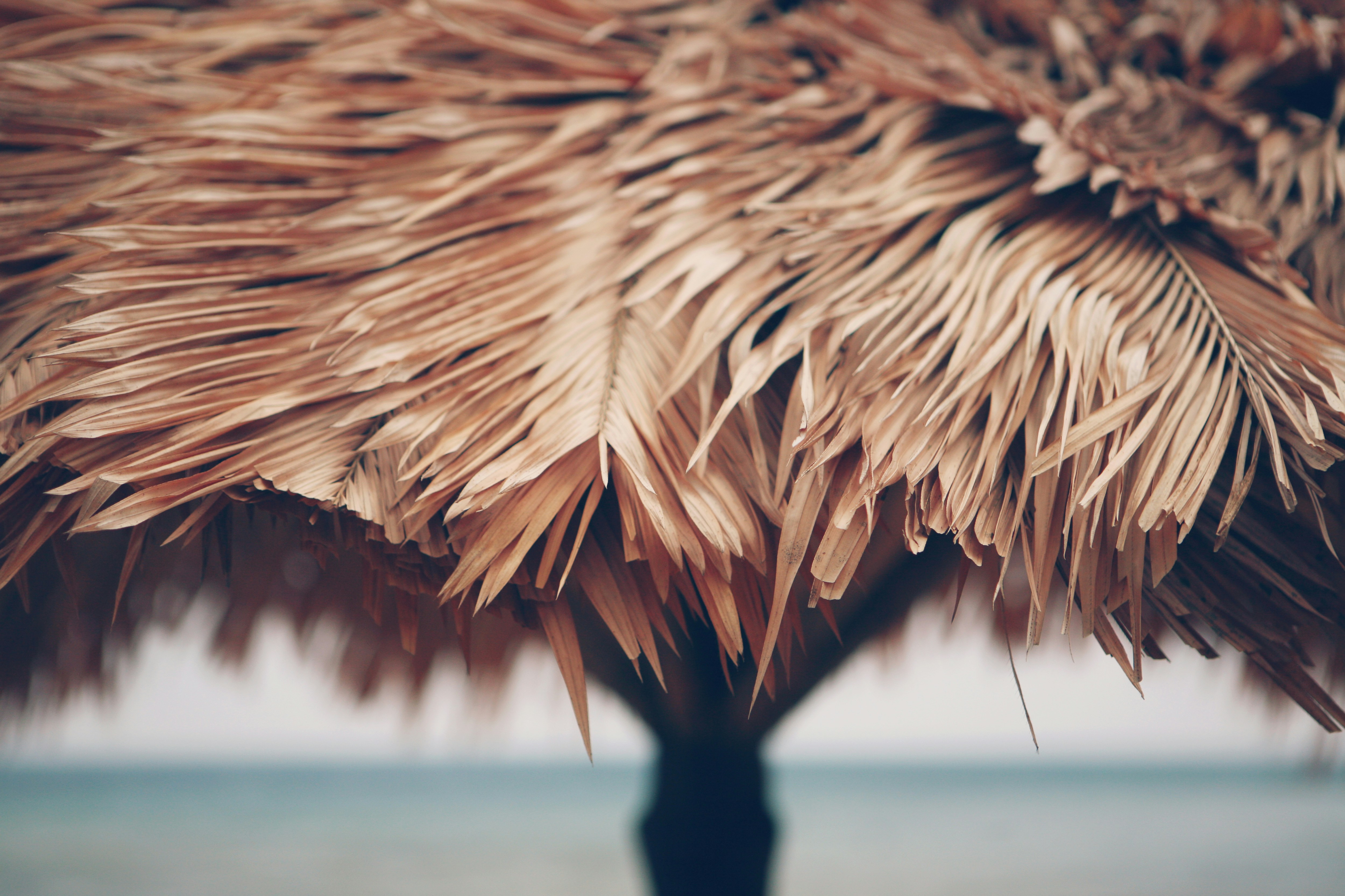 Frayed Palm Fronds Framing a Quiet Seascape