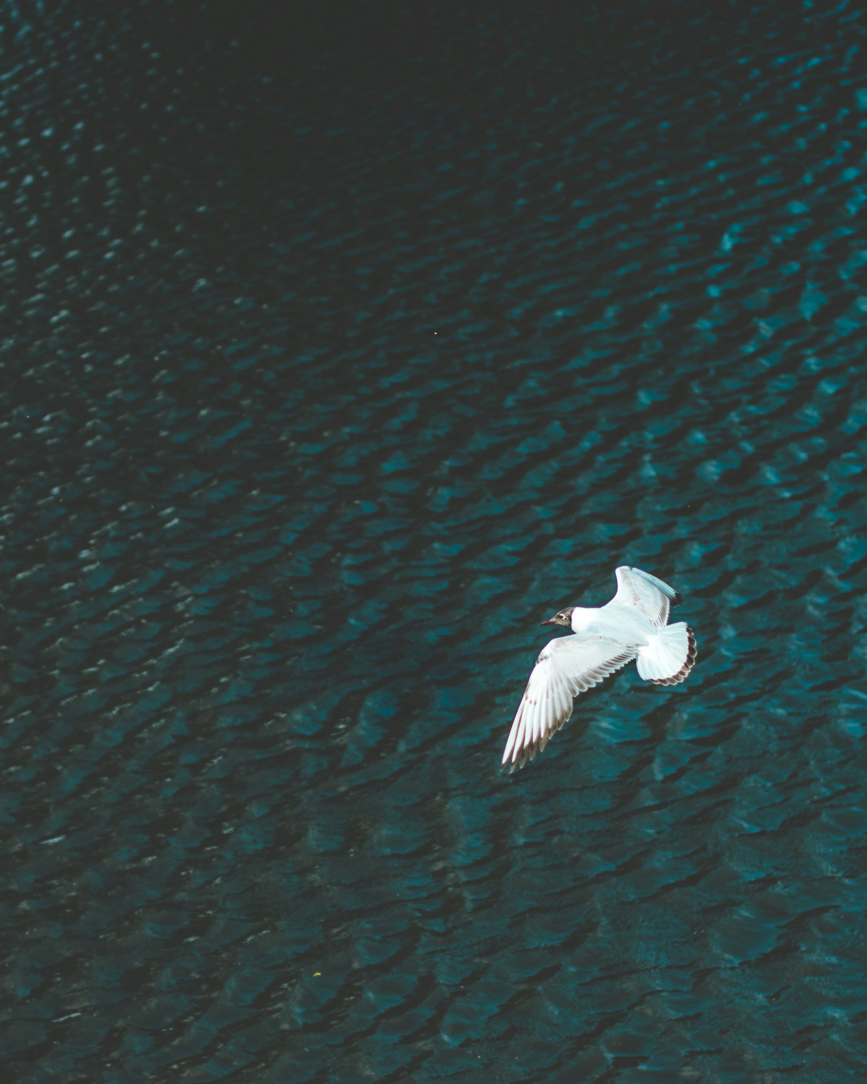 A seagull gracefully gliding over rippling turquoise waters, capturing the essence of freedom and tranquility.