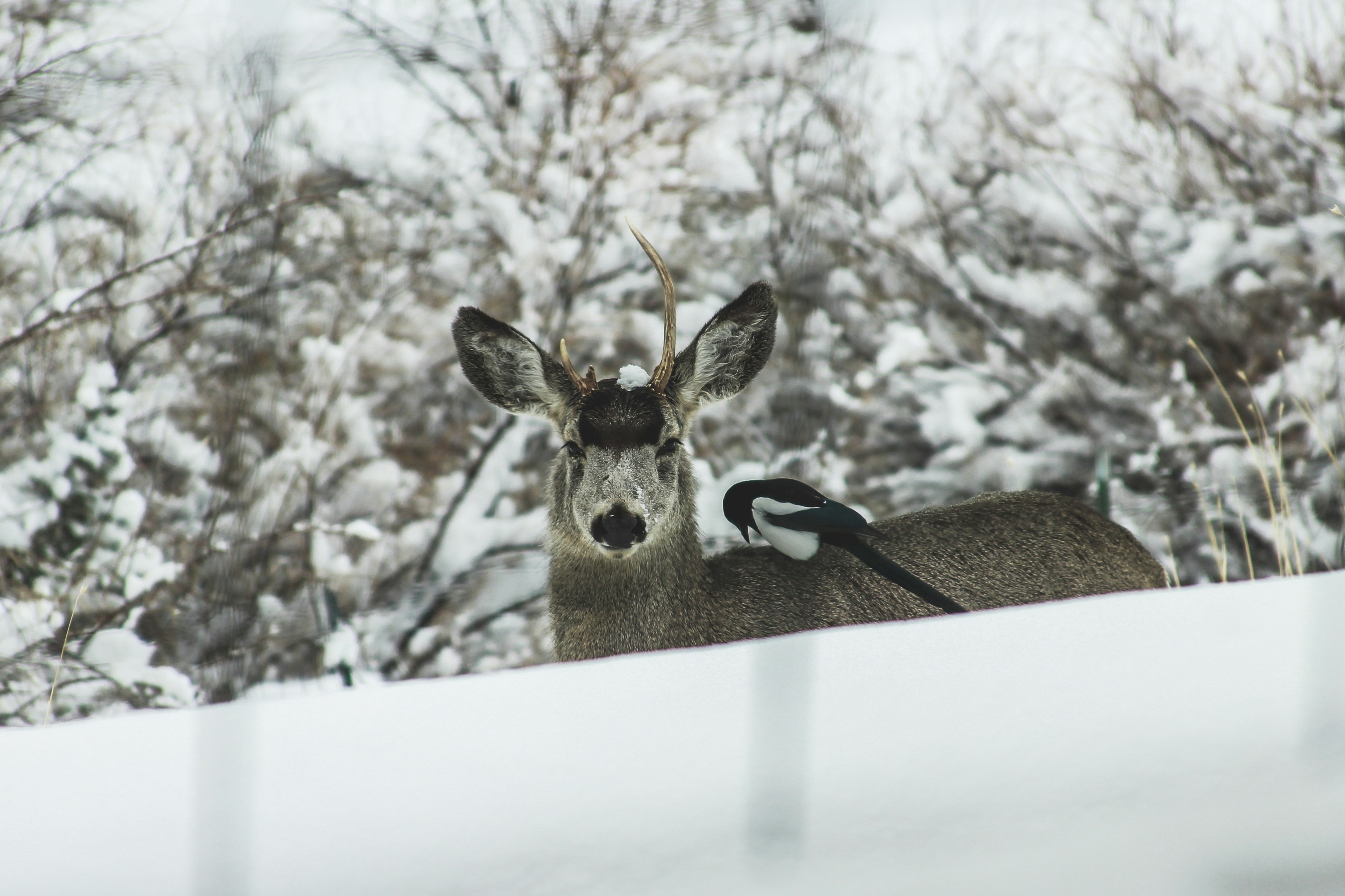 Winter Gaze: Deer in the Snowy Thicket