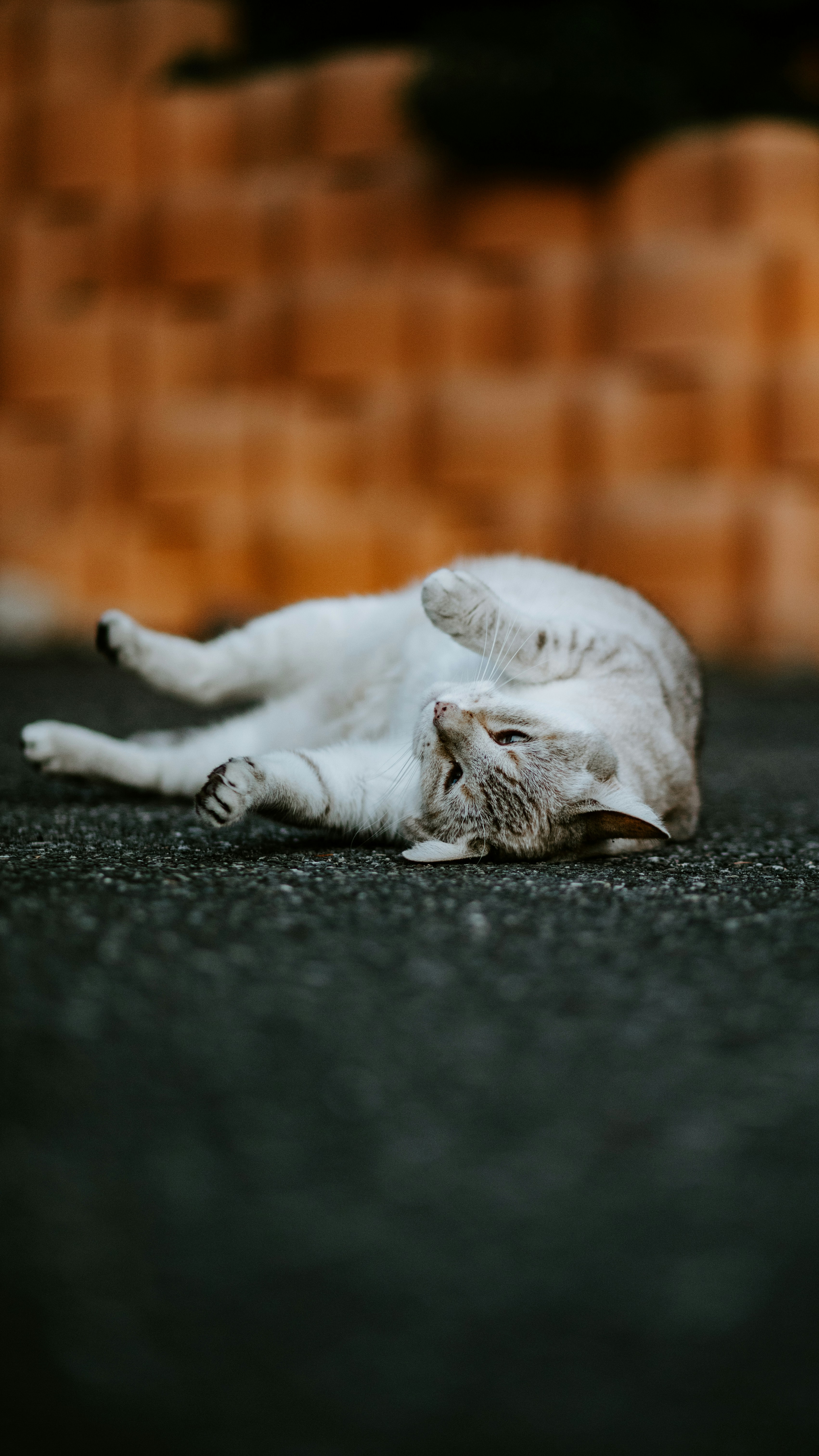 Nap on the Asphalt: a white cat lounges before a blurred brick wall
