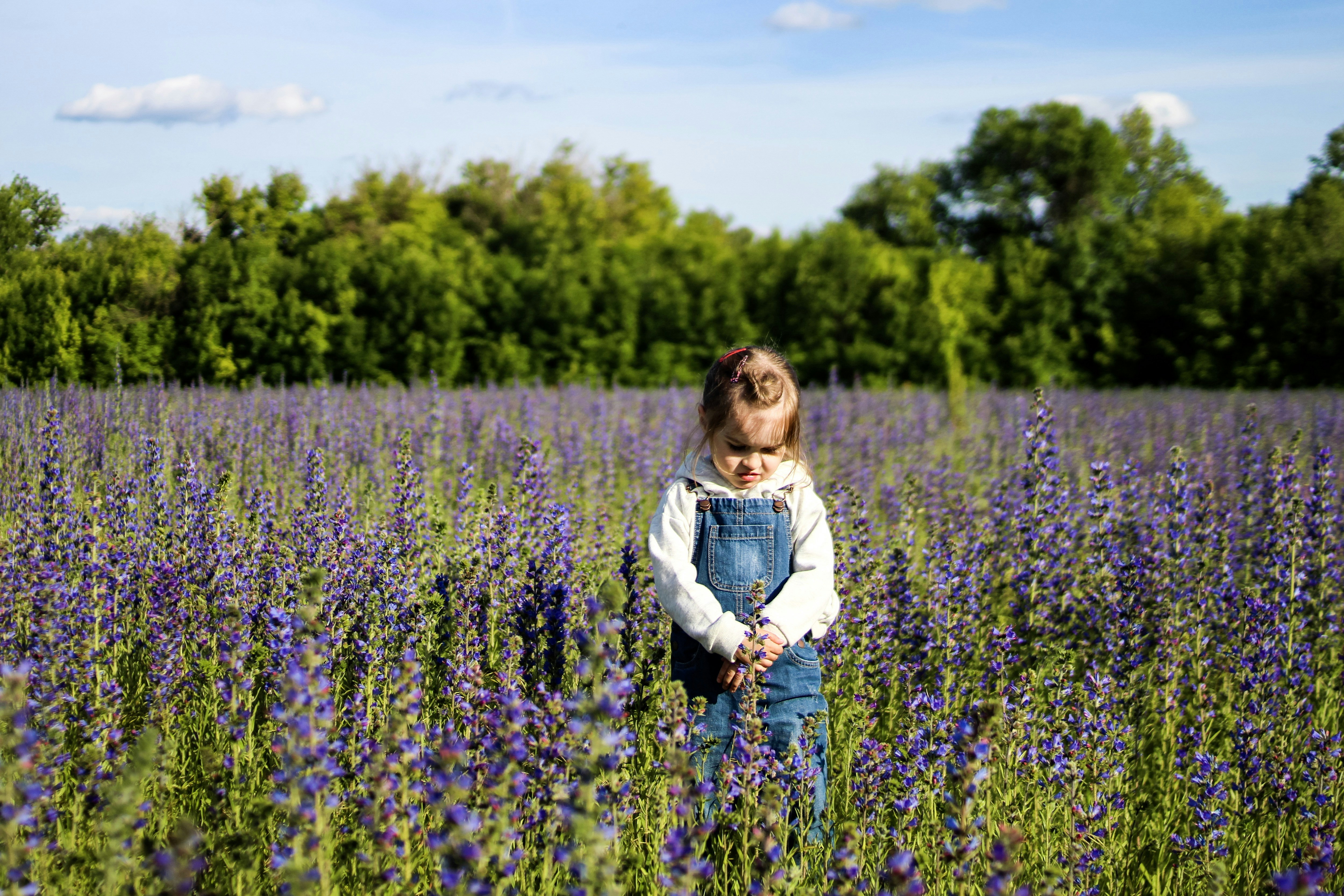 Child standing amidst a vast field of blooming lavender under a clear blue sky.