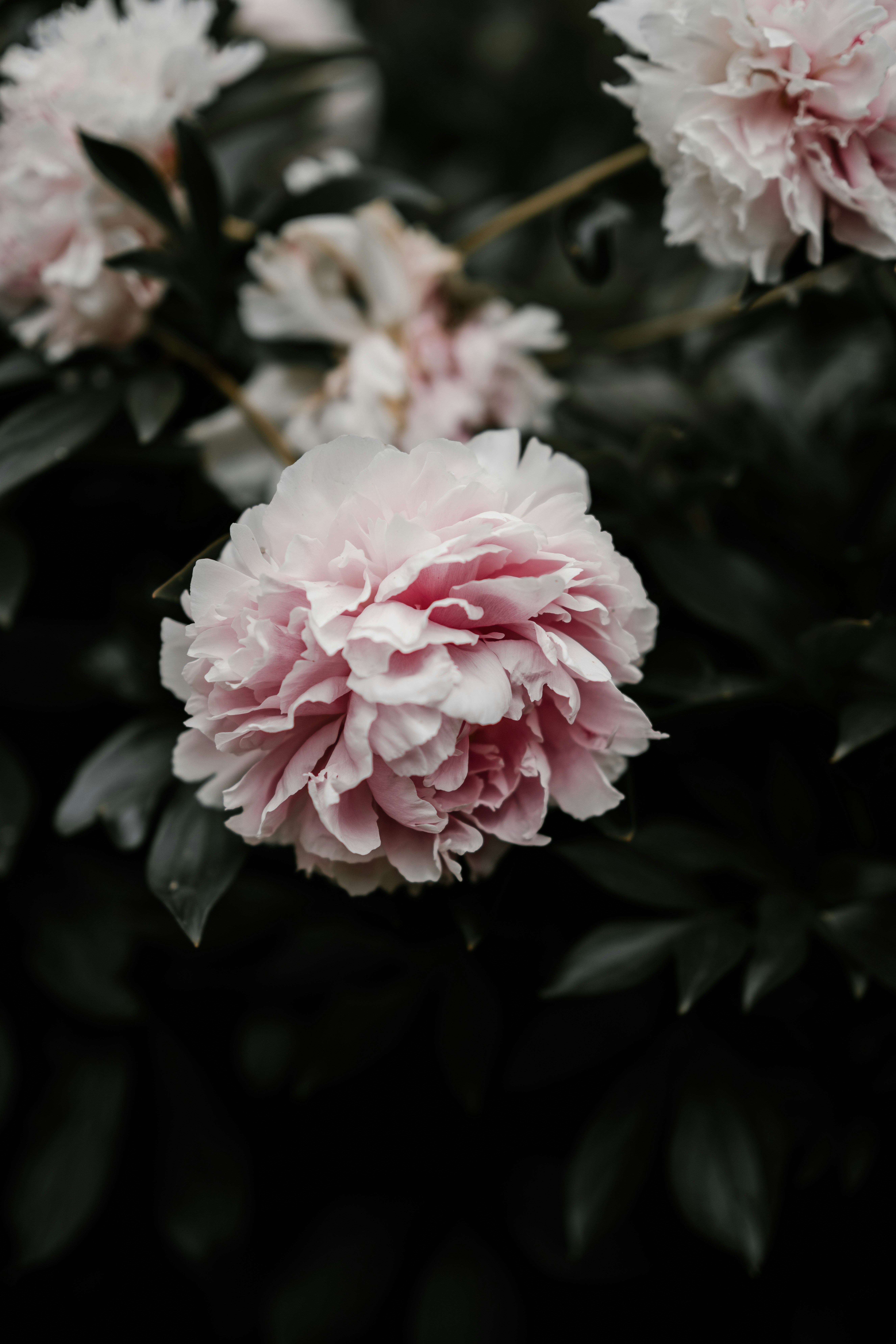500+ Light Pink Pictures [HD] | Download Free Images on Unsplash