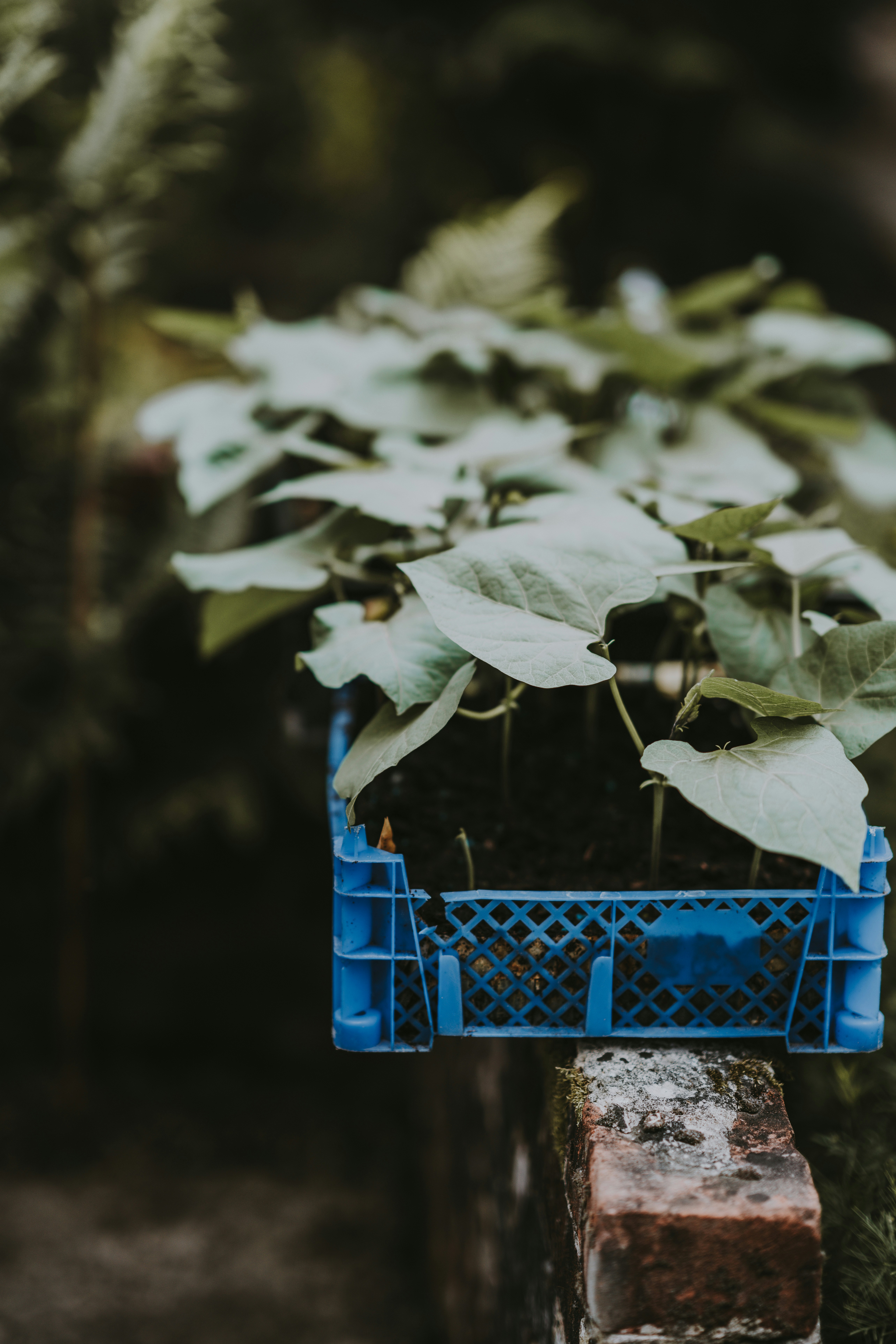 Vibrant green leaves sprouting from a blue crate, resting on a textured stone surface. The background features blurred foliage, enhancing the focus on the new growth.