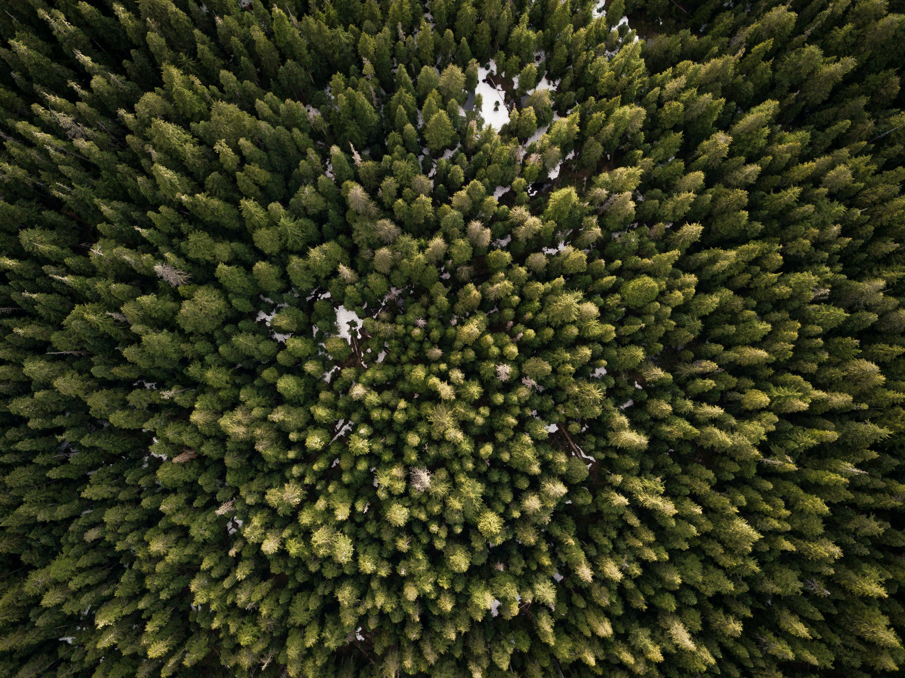 Aerial view showcasing a dense expanse of evergreen trees, interspersed with patches of snow, creating a vibrant tapestry of nature.