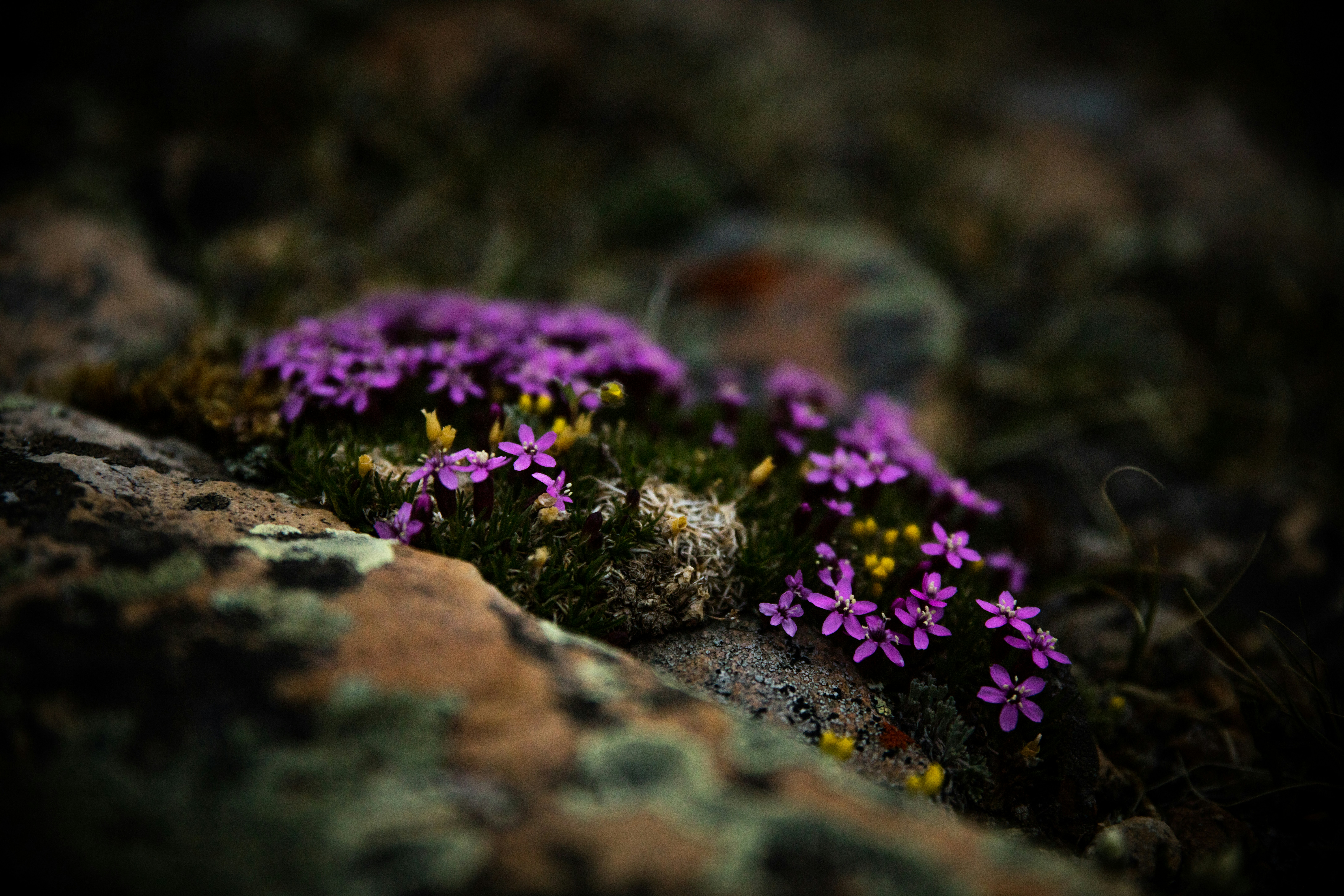 Vibrant clusters of purple flowers emerge from rocky terrain, showcasing nature's resilience. The delicate blooms contrast beautifully with the textured stones.