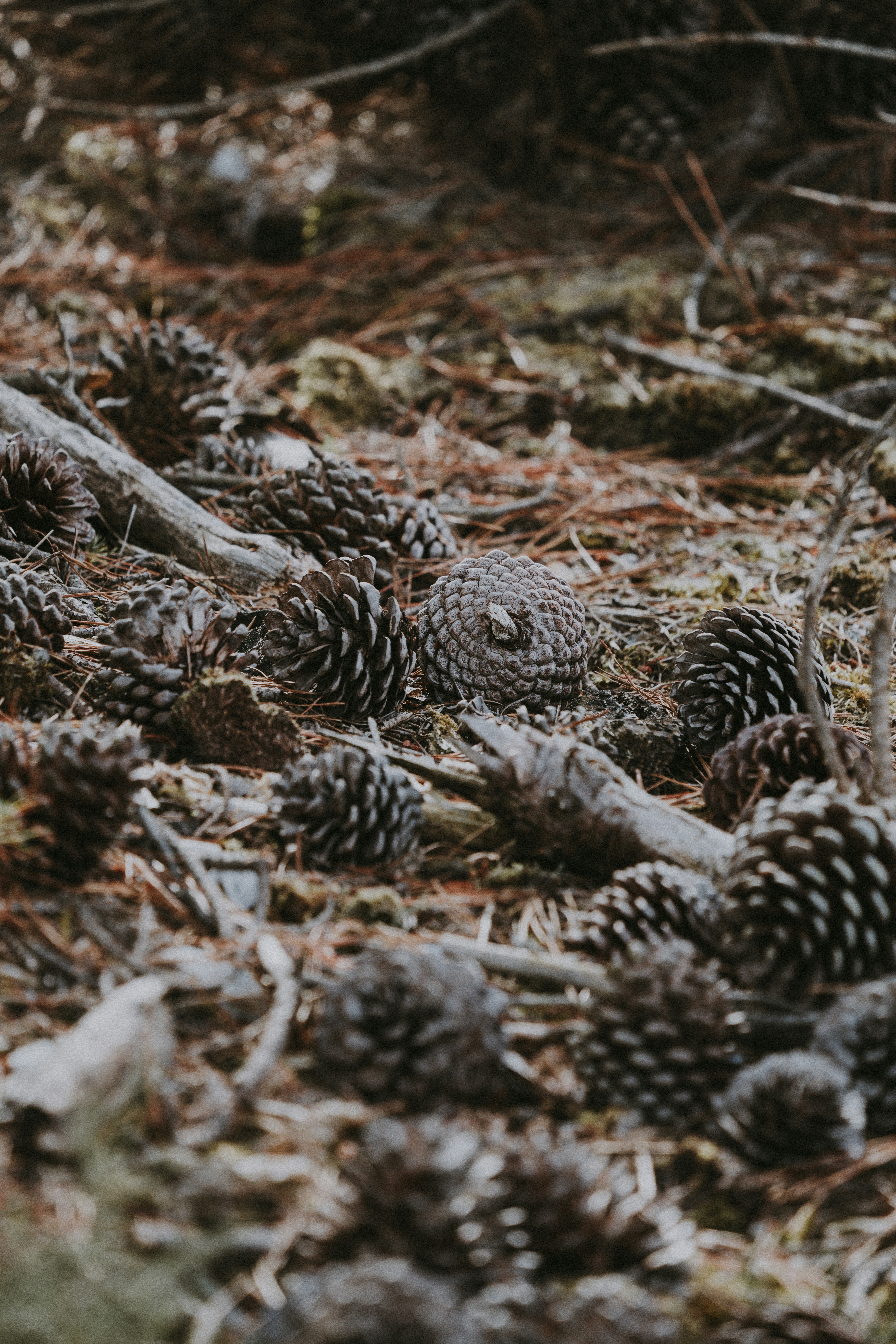 Scattered pine cones nestled among fallen branches and moss on the forest floor.