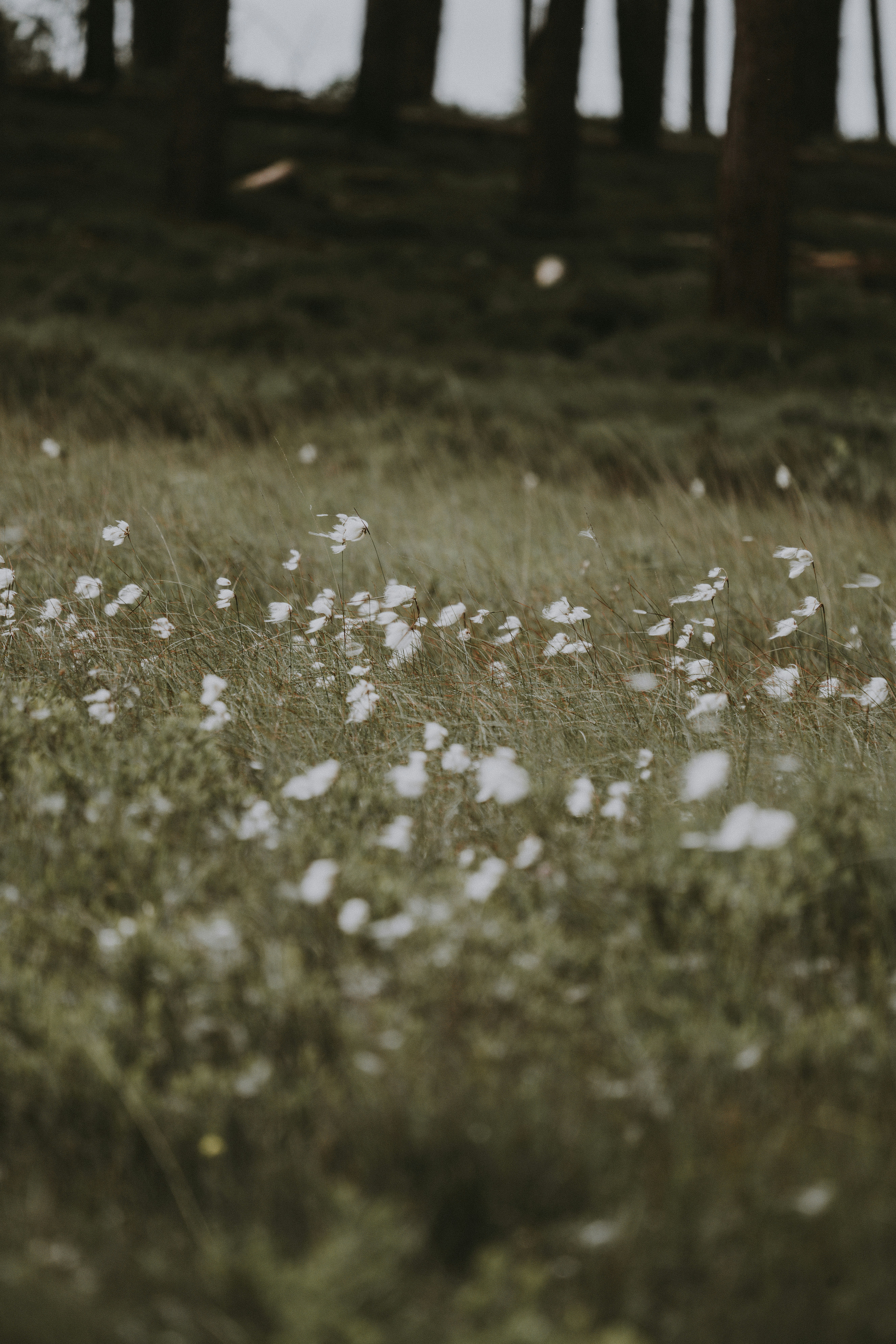 Wind Blowing Pictures | Download Free Images on Unsplash