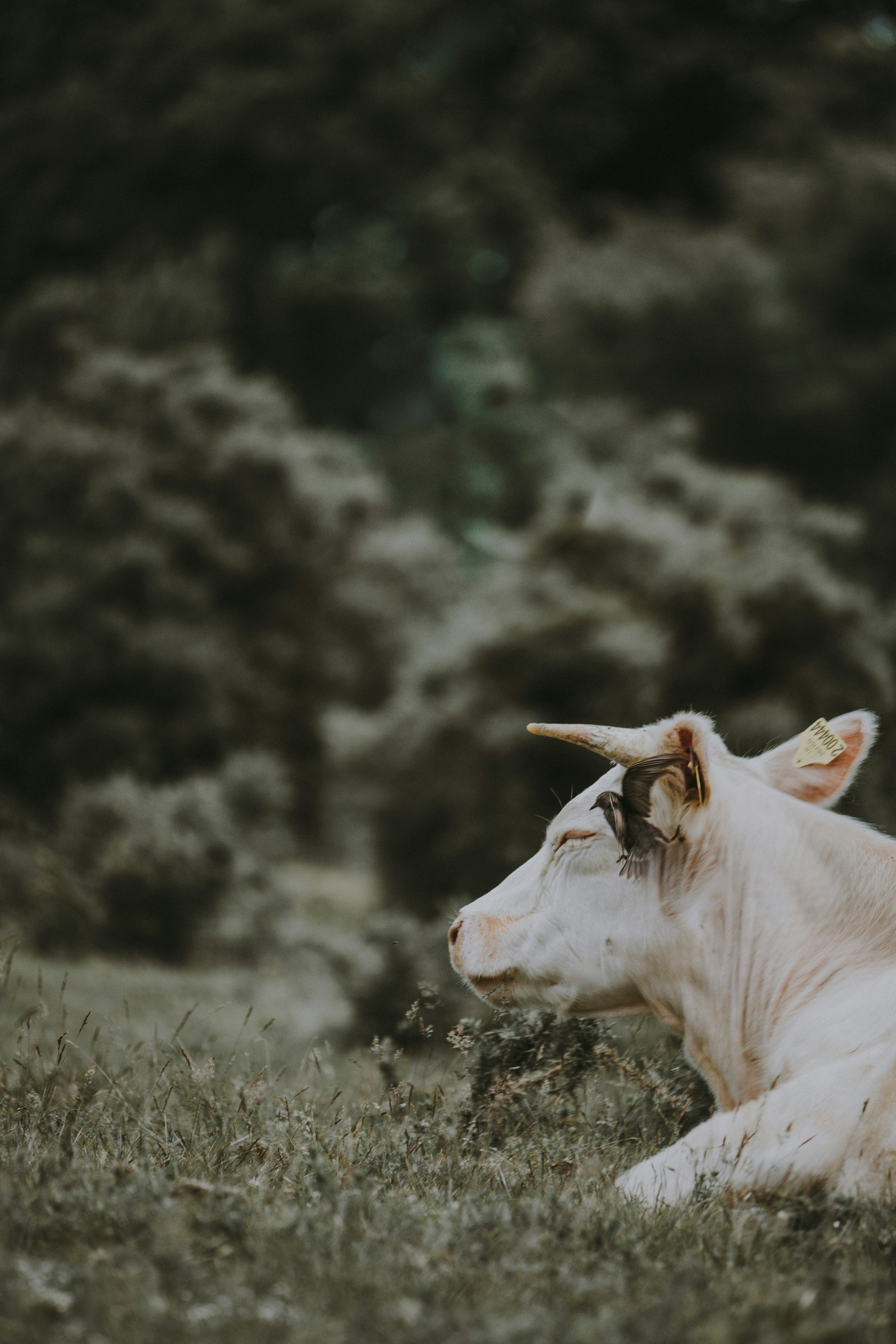 A white cow resting peacefully in a lush green field, surrounded by soft, blurred foliage. The image captures a tranquil moment in nature.