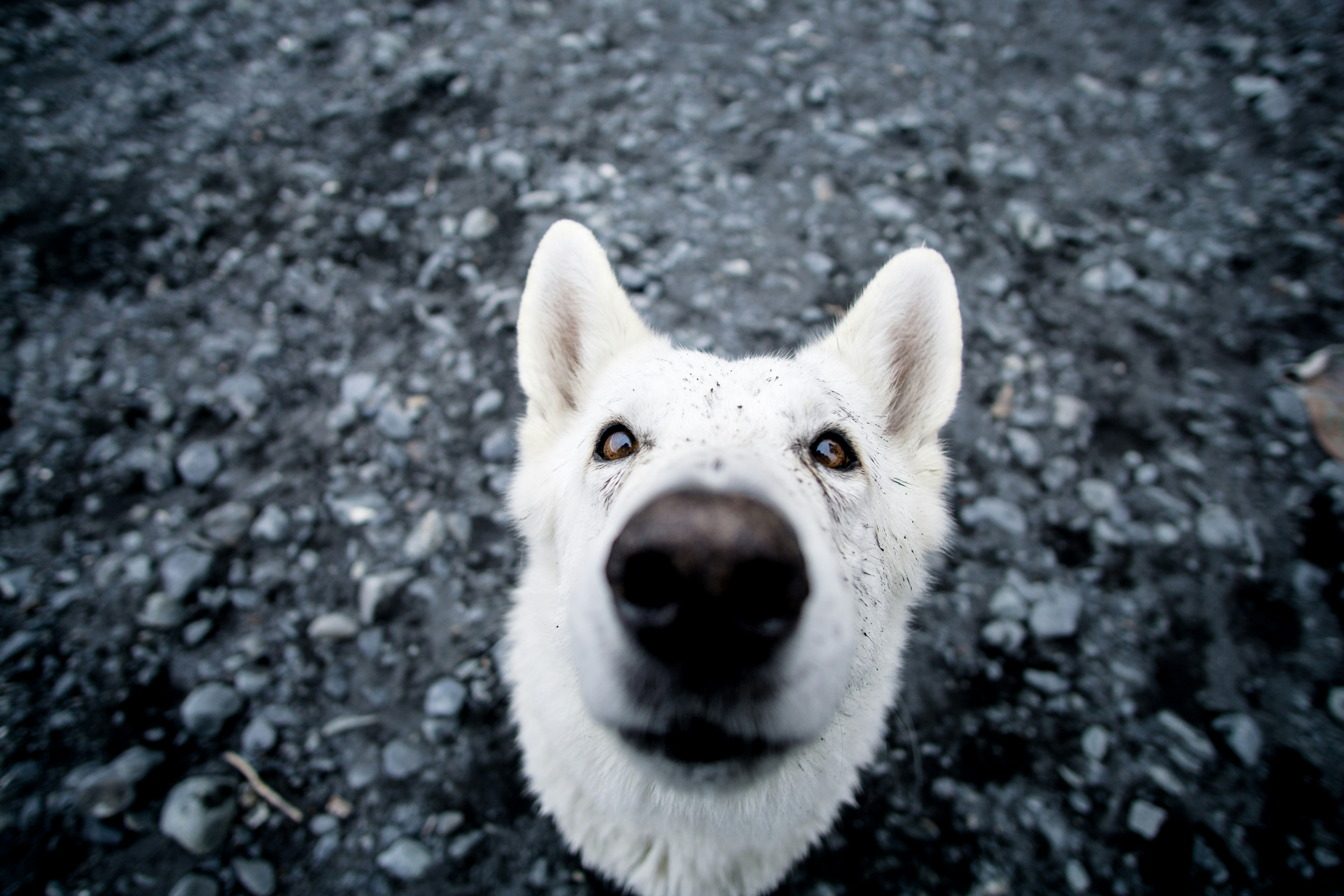Good Doggos of Unsplash | 100+ best free dog, animal, pet, and canine ...