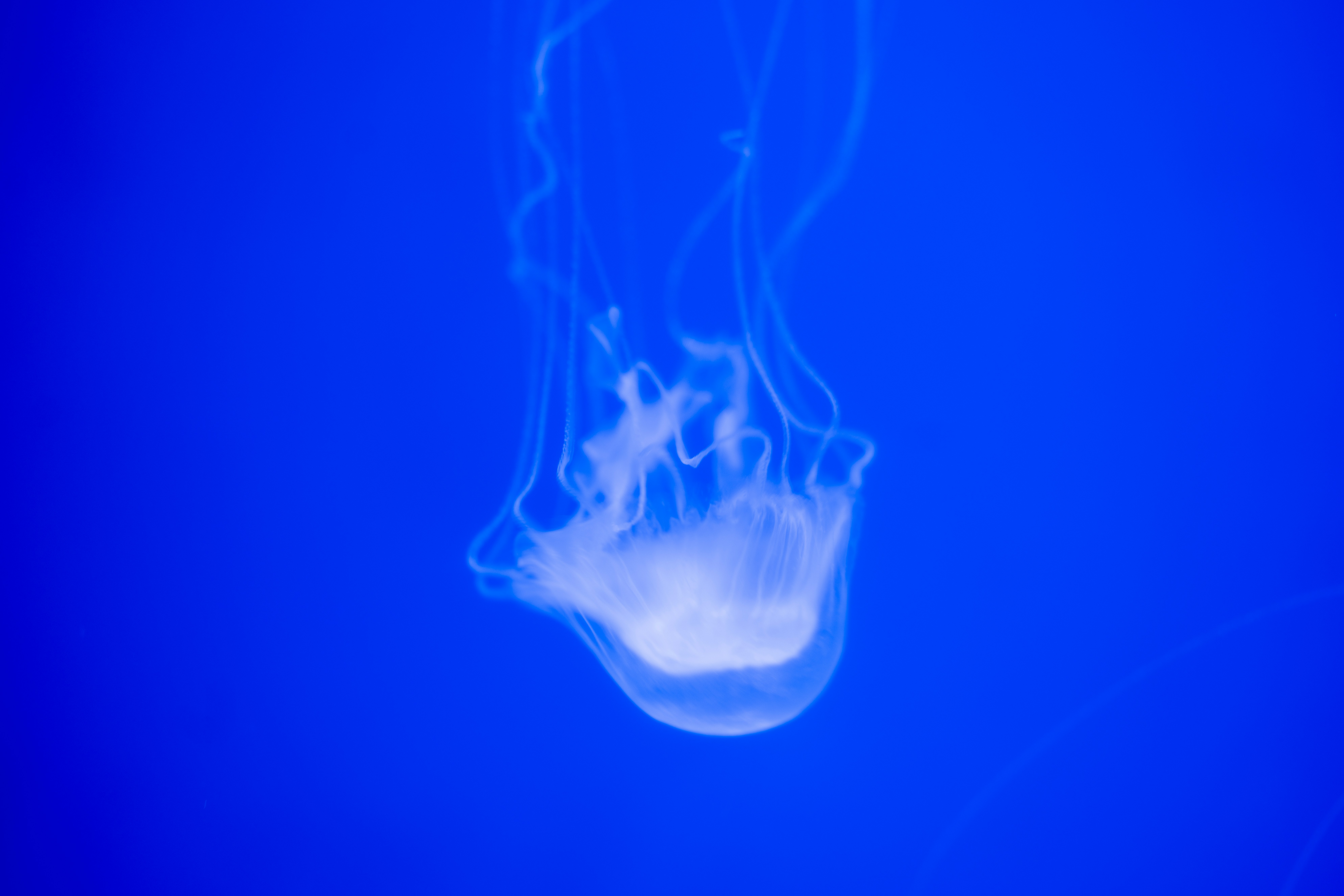 Grey jellyfish photo – Free Blue Image on Unsplash