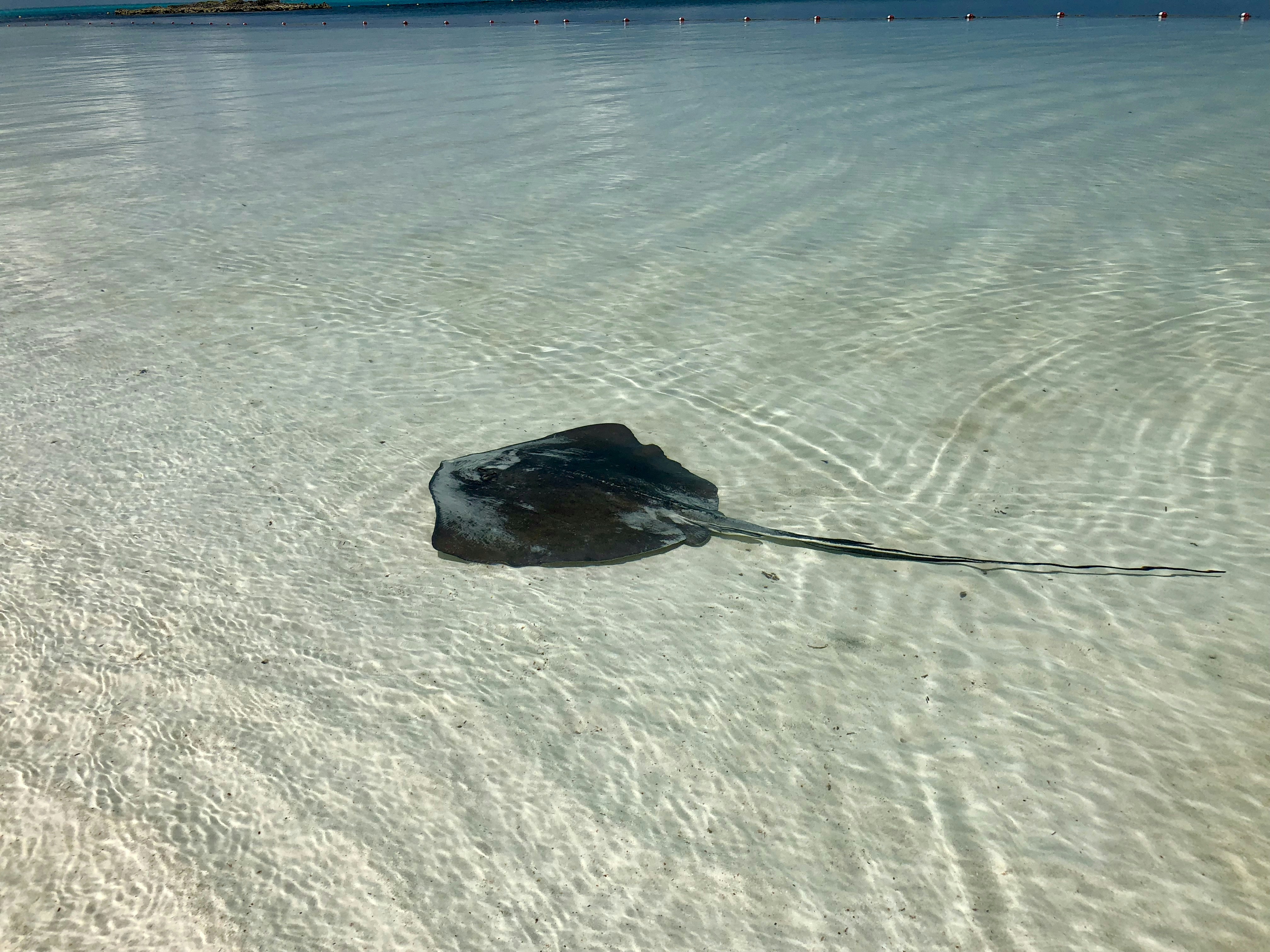 Black stingray swimming gracefully in clear shallow sea under bright daylight.