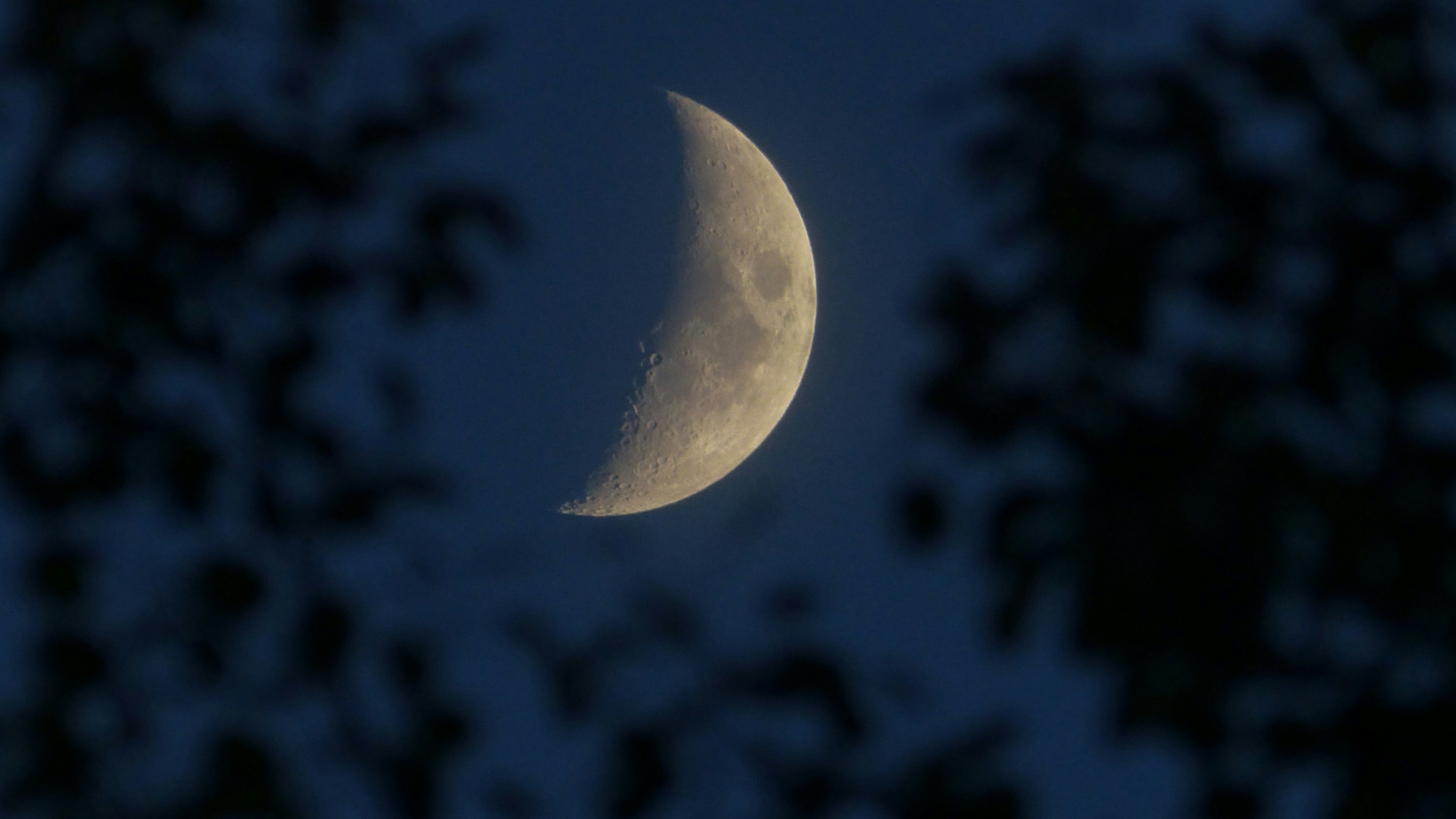 Moon through the trees | crescent moon photo