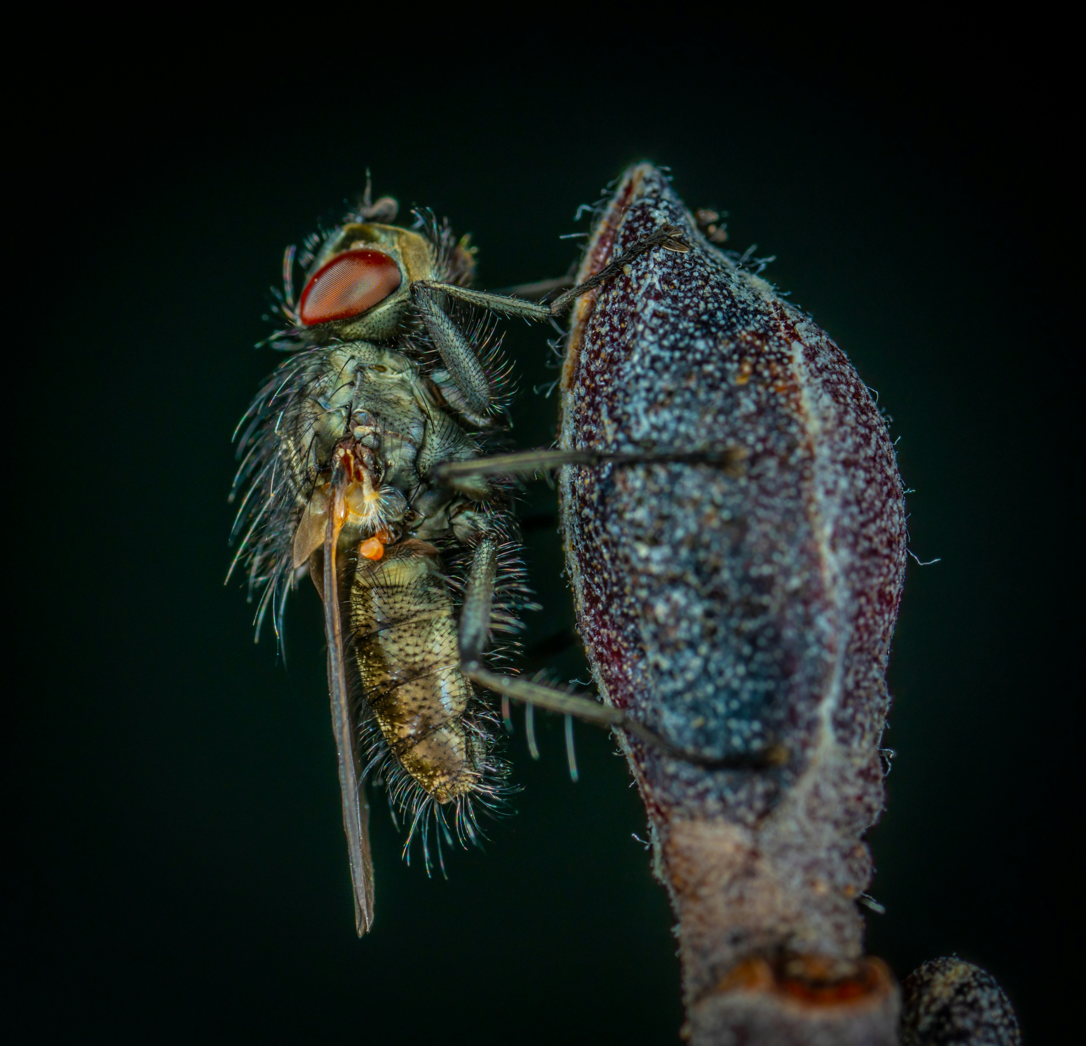 Dew-Crowned Robber Fly: Macro Portrait on a Velvet Stem