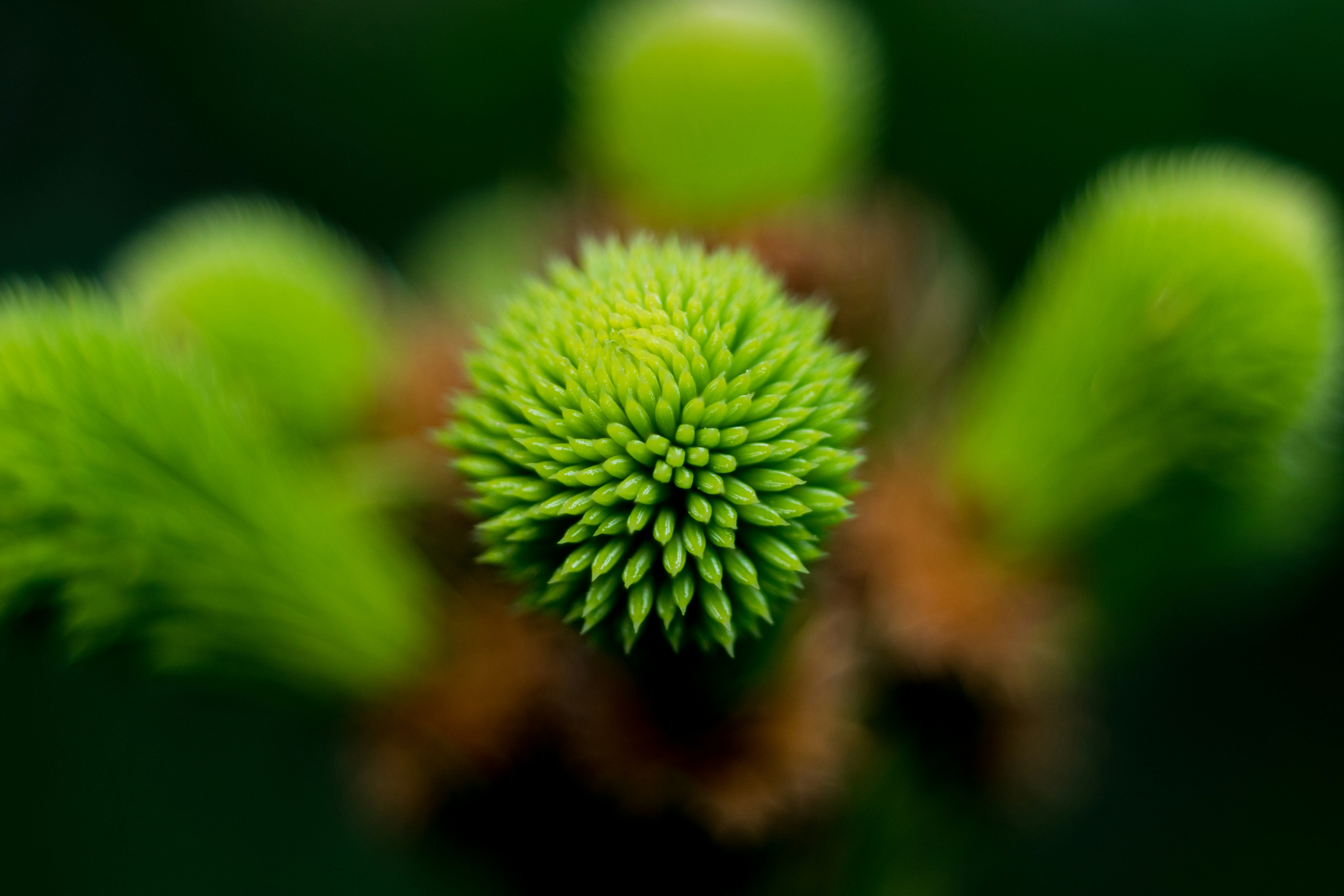 Vibrant green plant bud with intricate symmetry against a blurred background.