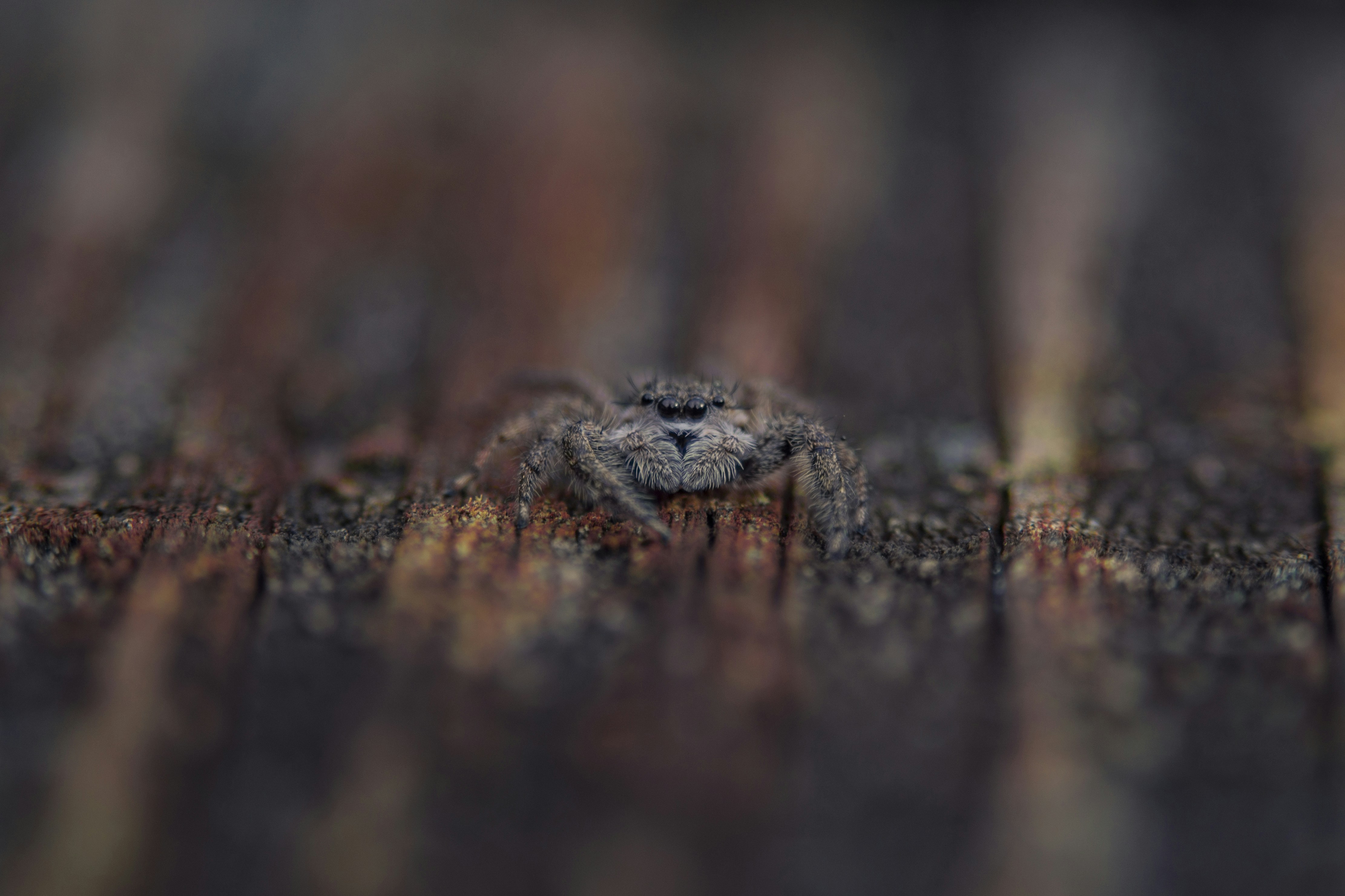 Macro photograph of a small jumping spider resting on dark, wet bark, with a shallow depth of field that isolates its textured body.