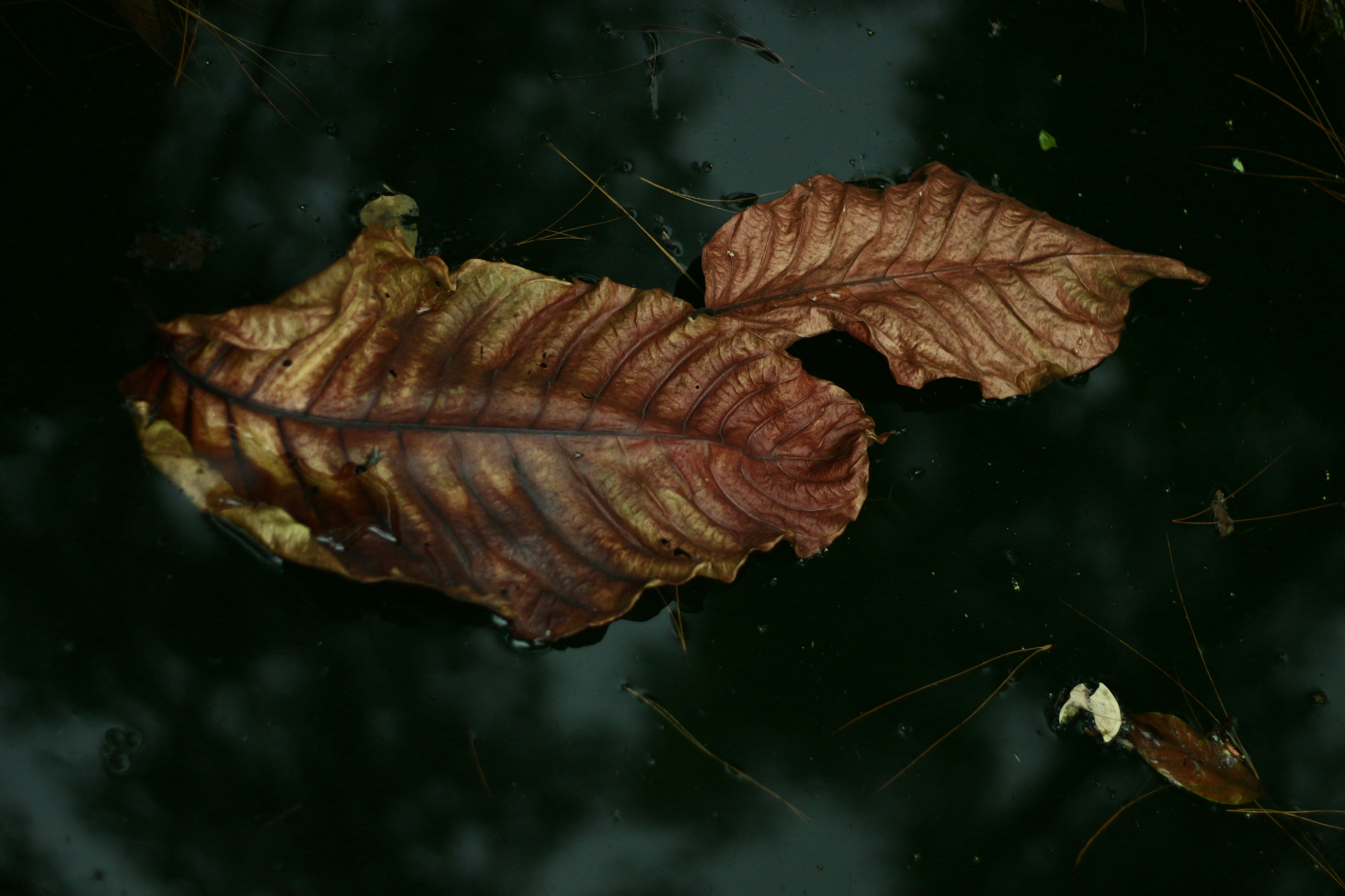 Three brown leaves floating on dark water, showcasing intricate textures and patterns against a reflective surface.