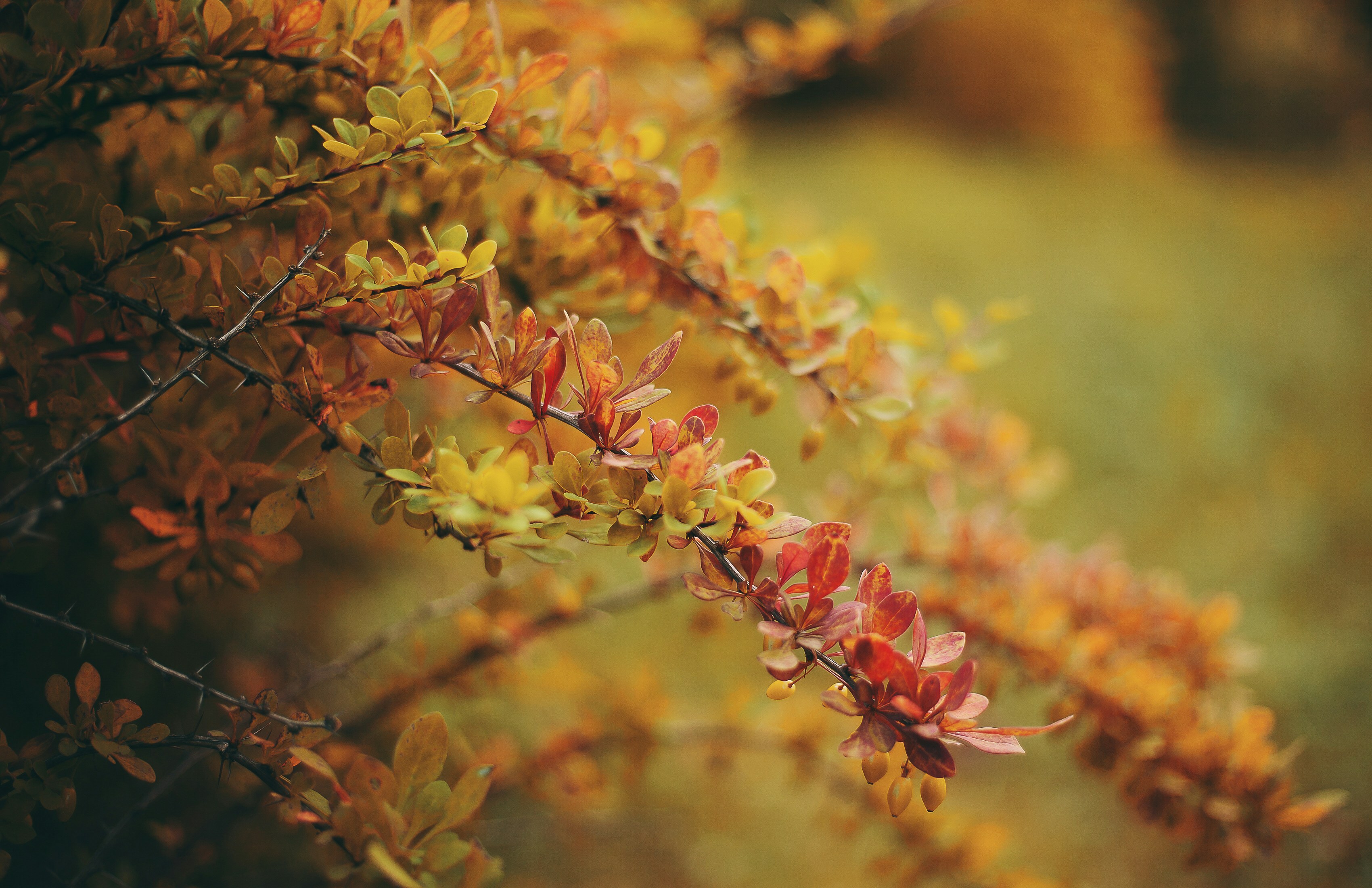 Autumn's Gentle Embrace